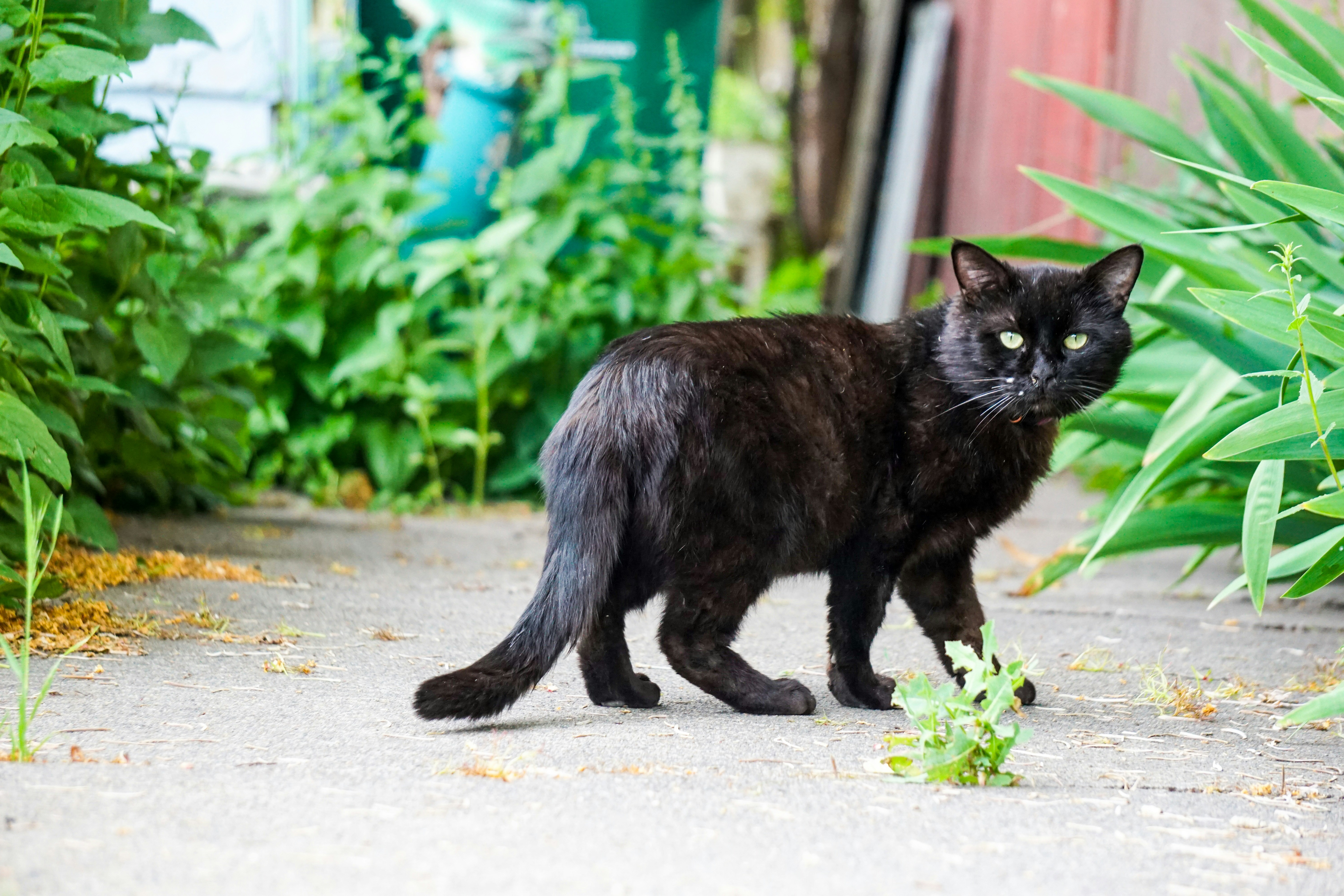 Charcoal Cat on a Sunlit Garden Path