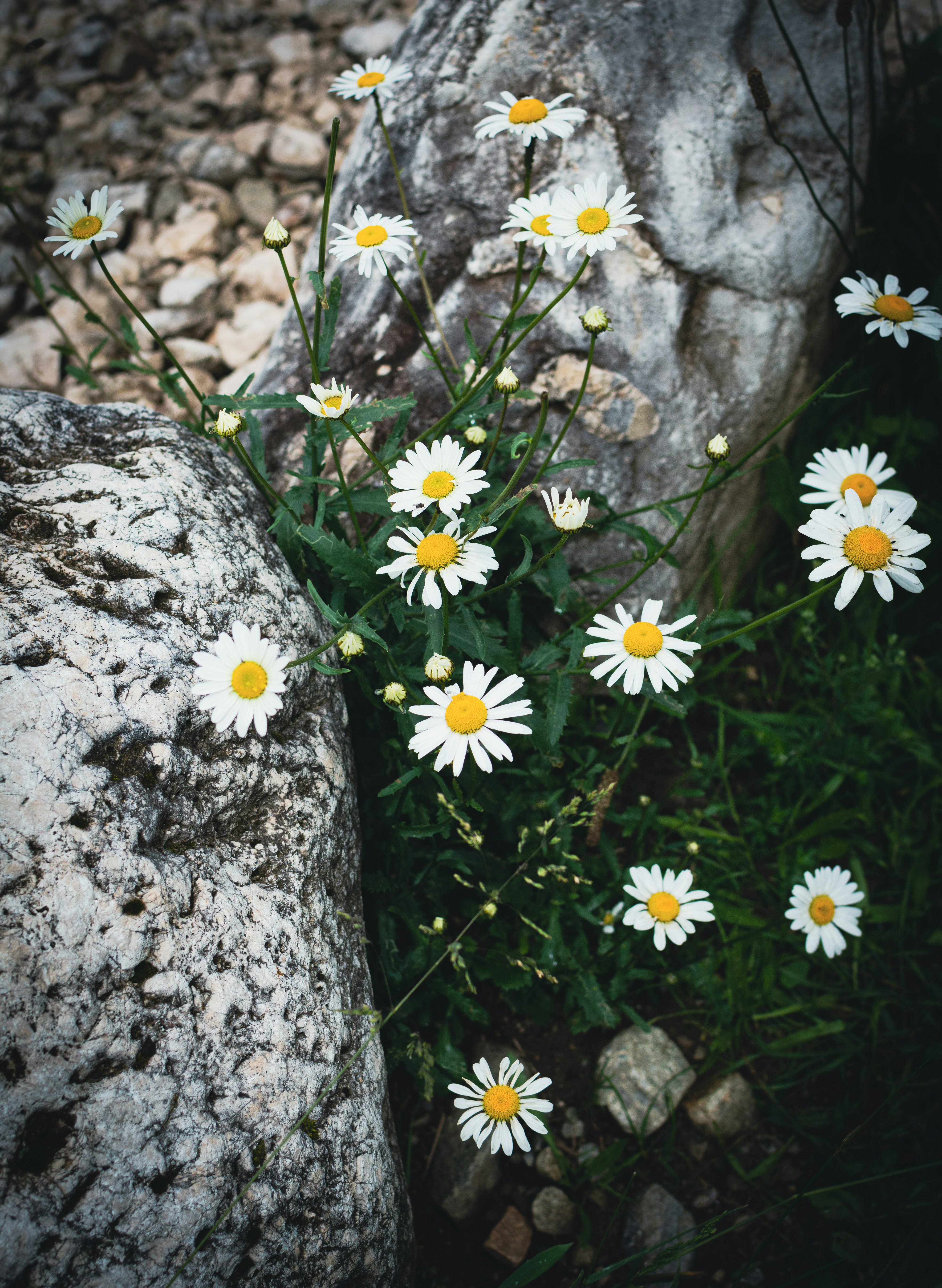 Photo by Marian Mirea with Nikon D7200