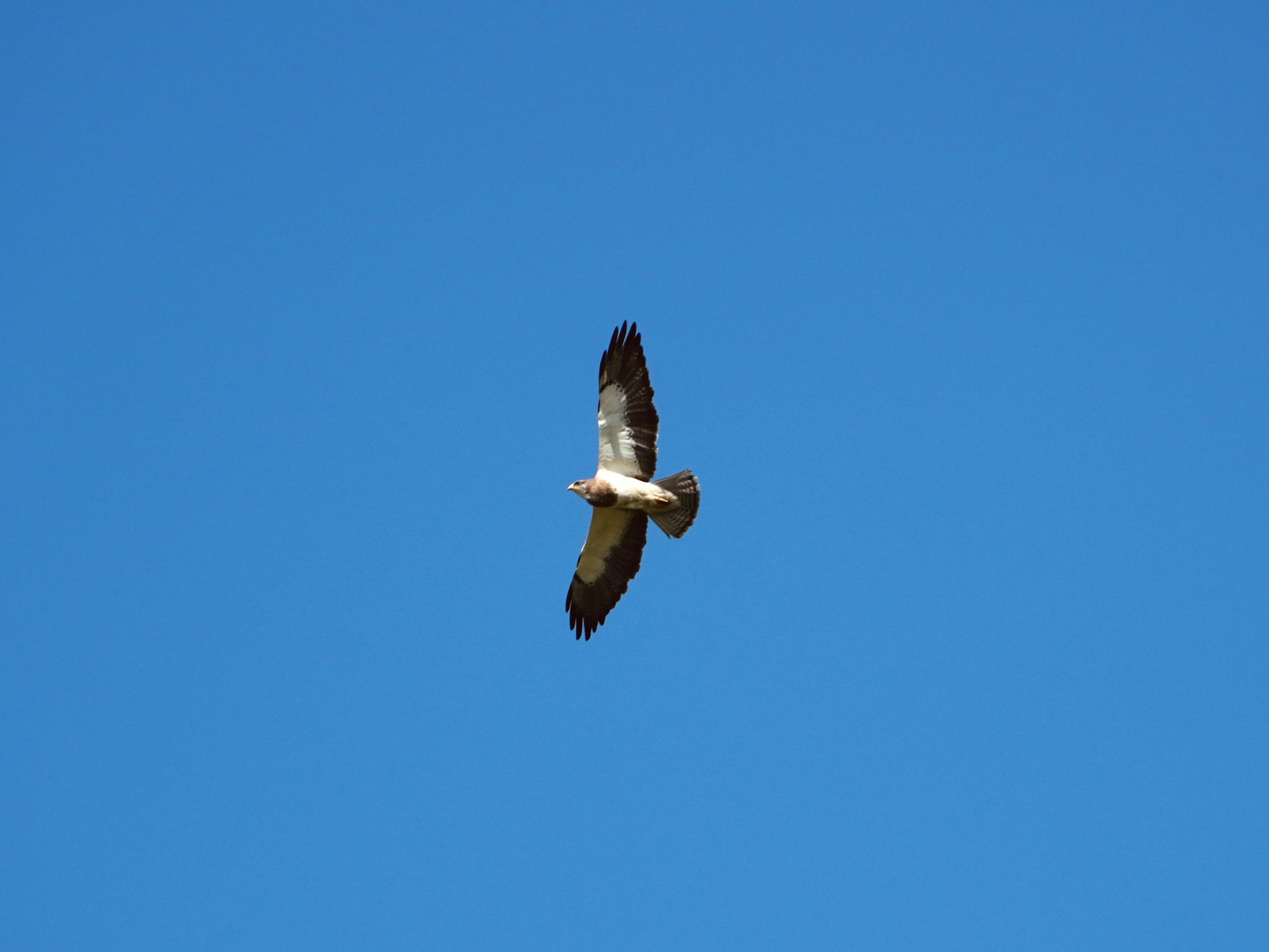 Foto Un gran pájaro volando a través de un cielo azul – Imagen Volador ...