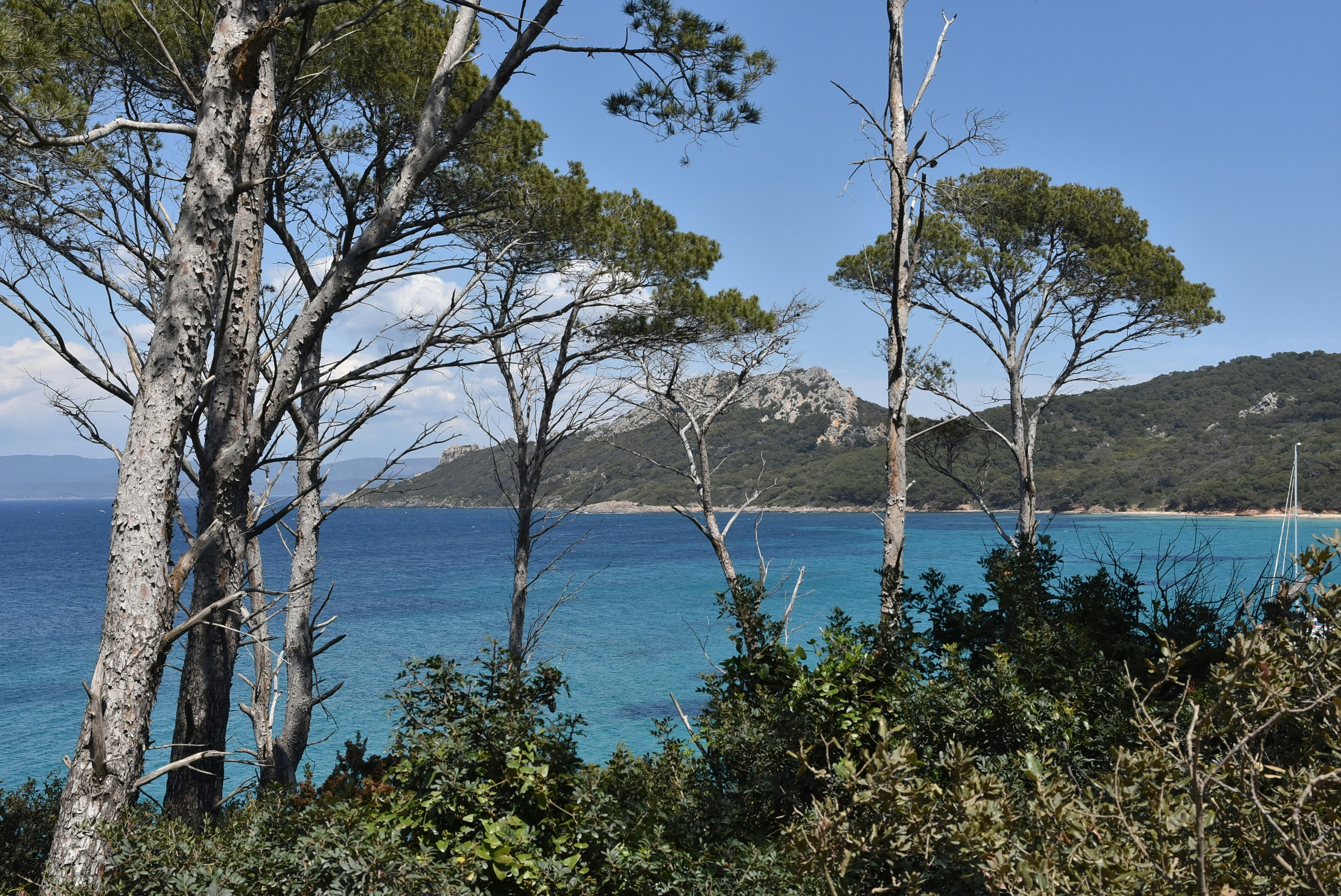 Turquoise waters framed by slender trees with distant mountains under a clear sky.