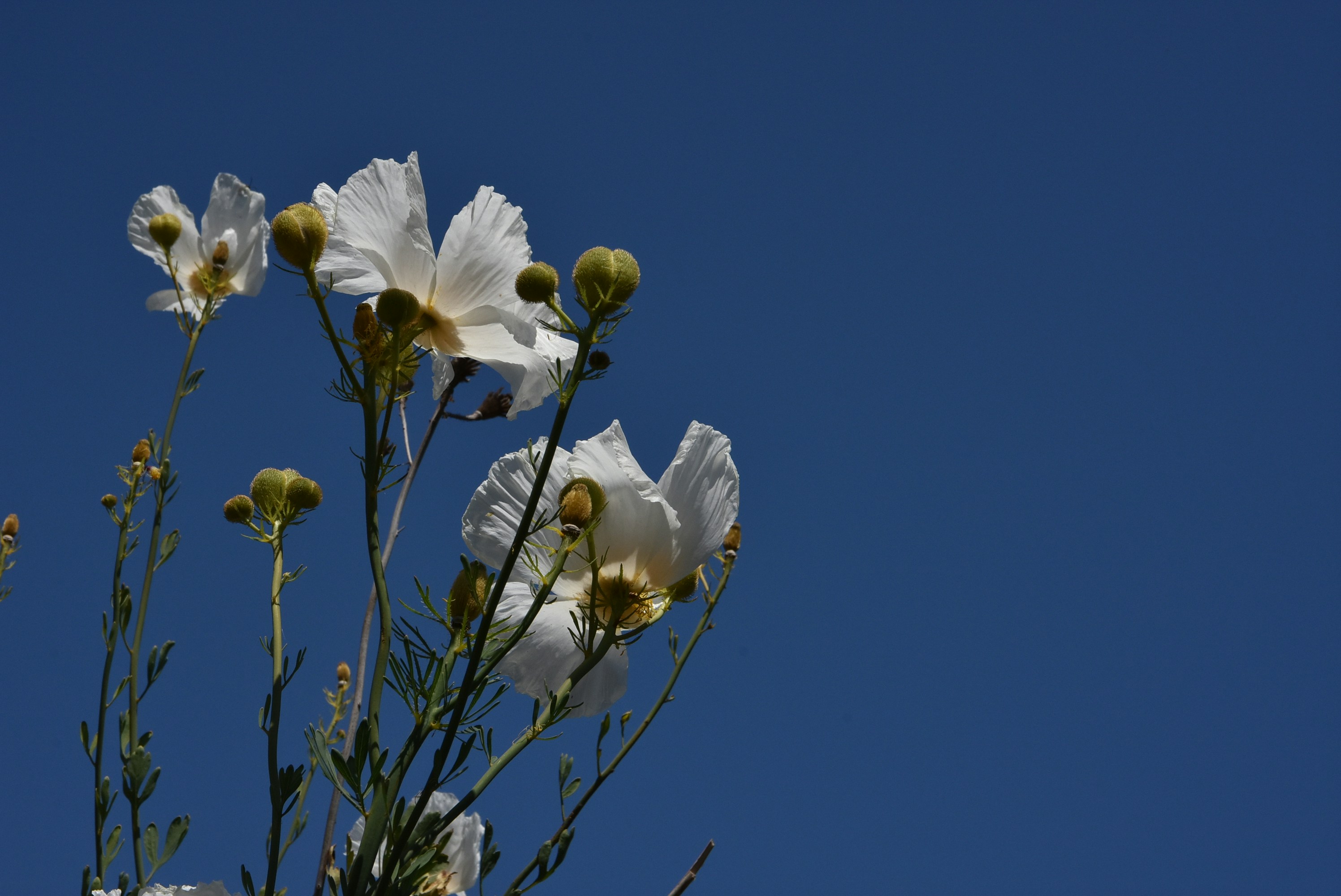 White blossoms reaching for a cobalt sky: a sunlit macro moment