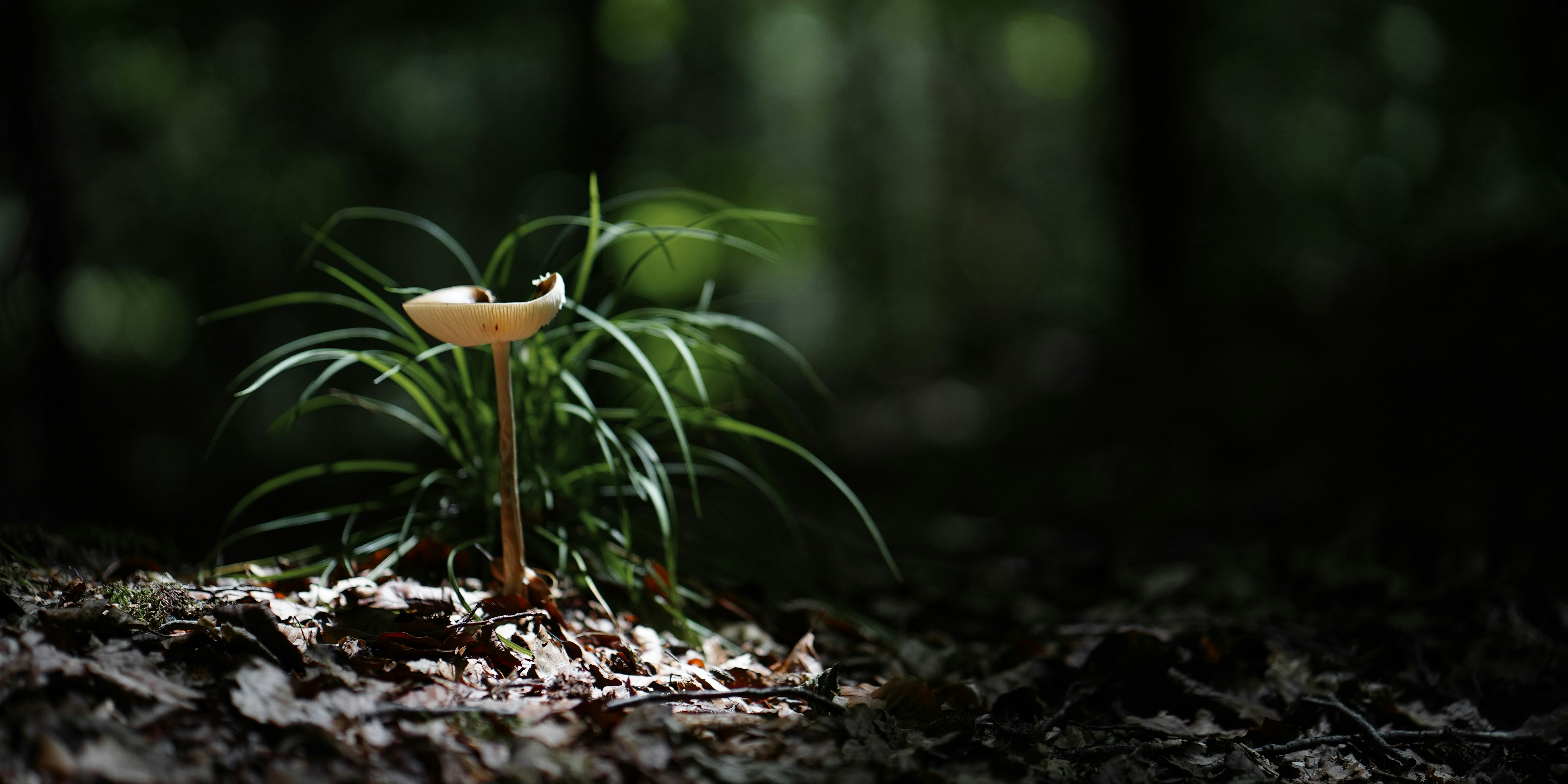 Amber Cup Fungus: Tiny Beacon in Dim Forest Understory