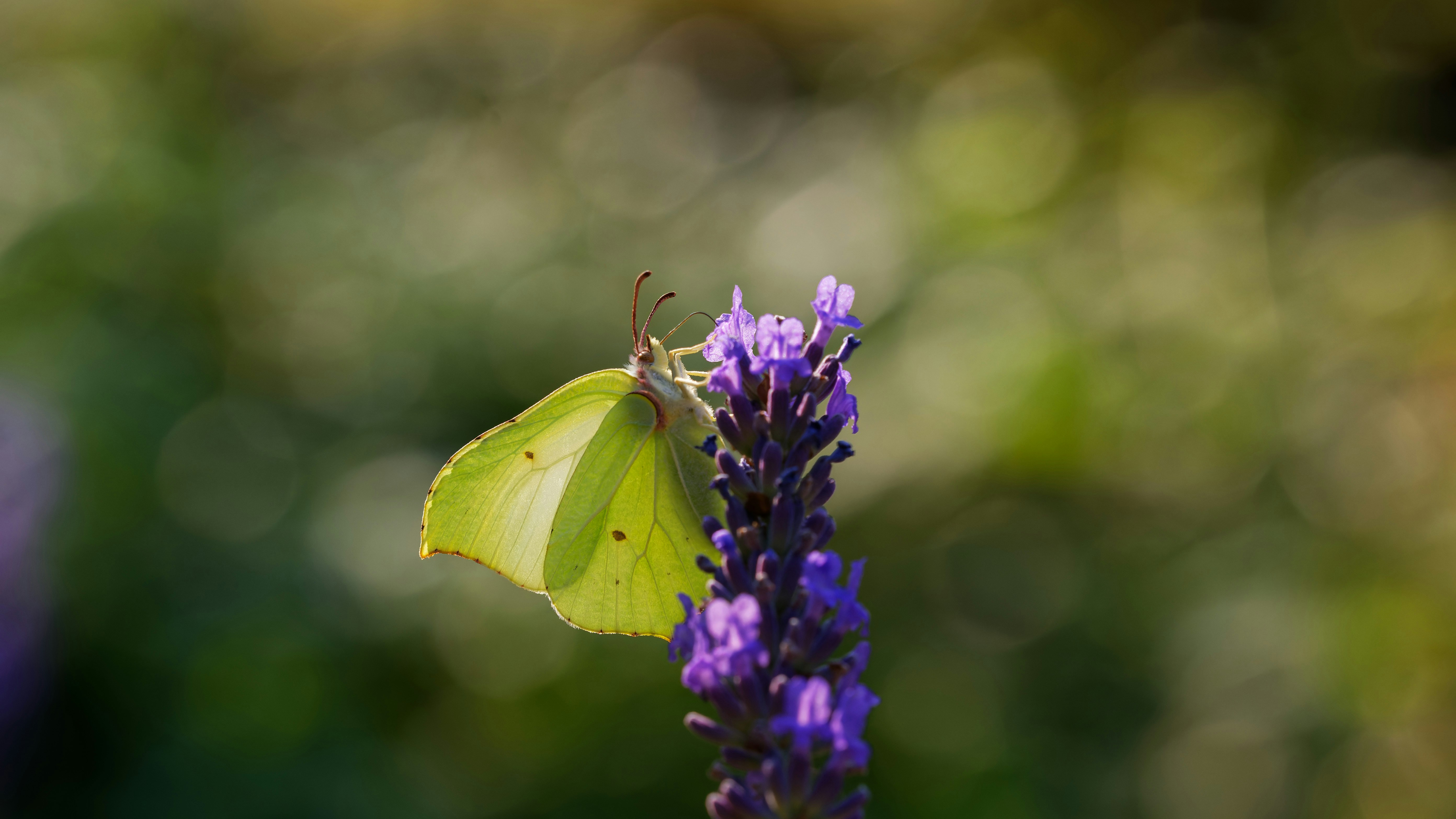 Amberwing at Lavender's Peak: a Quiet Close-Up in Dappled Light