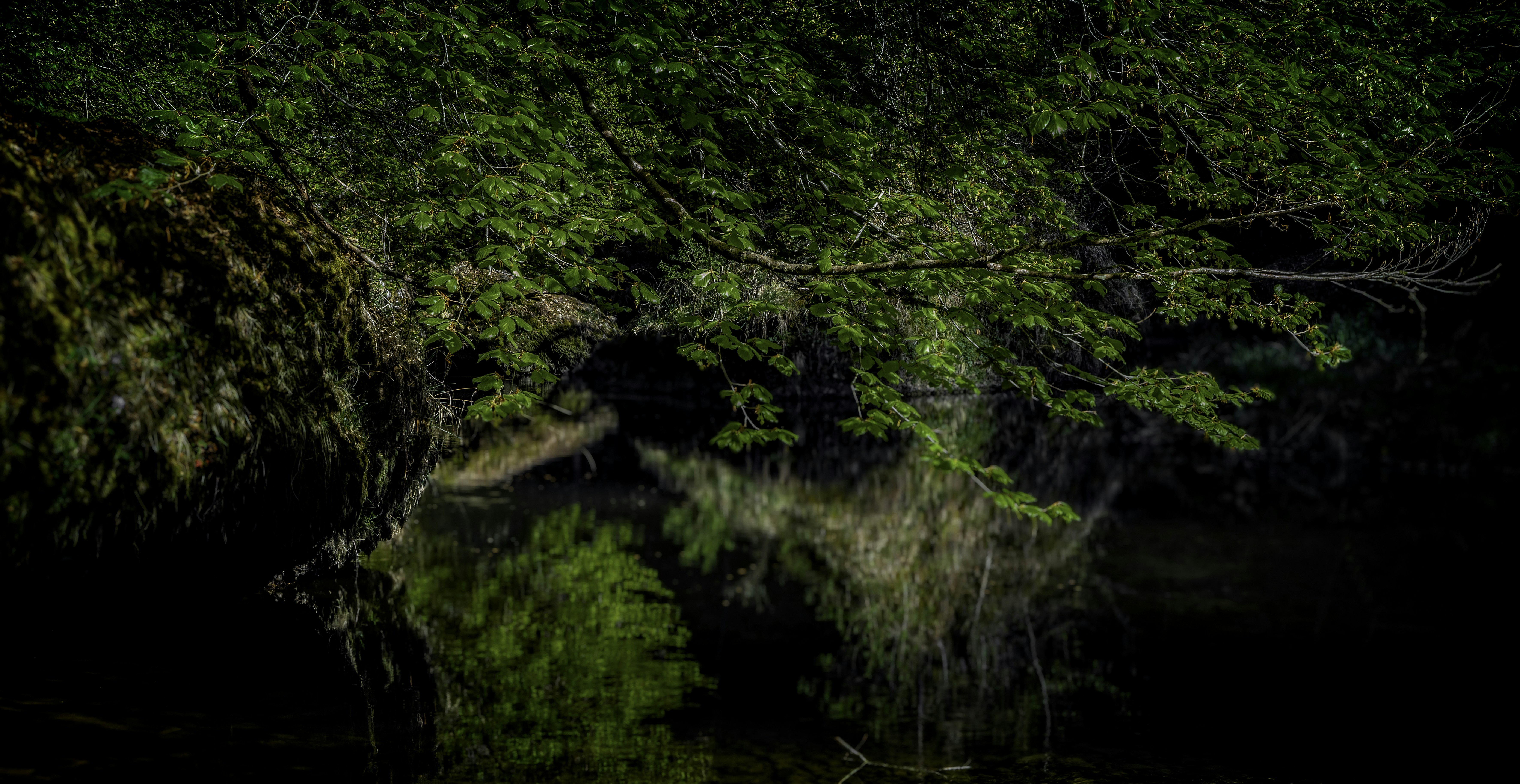 Whispering Foliage by the Water's Edge