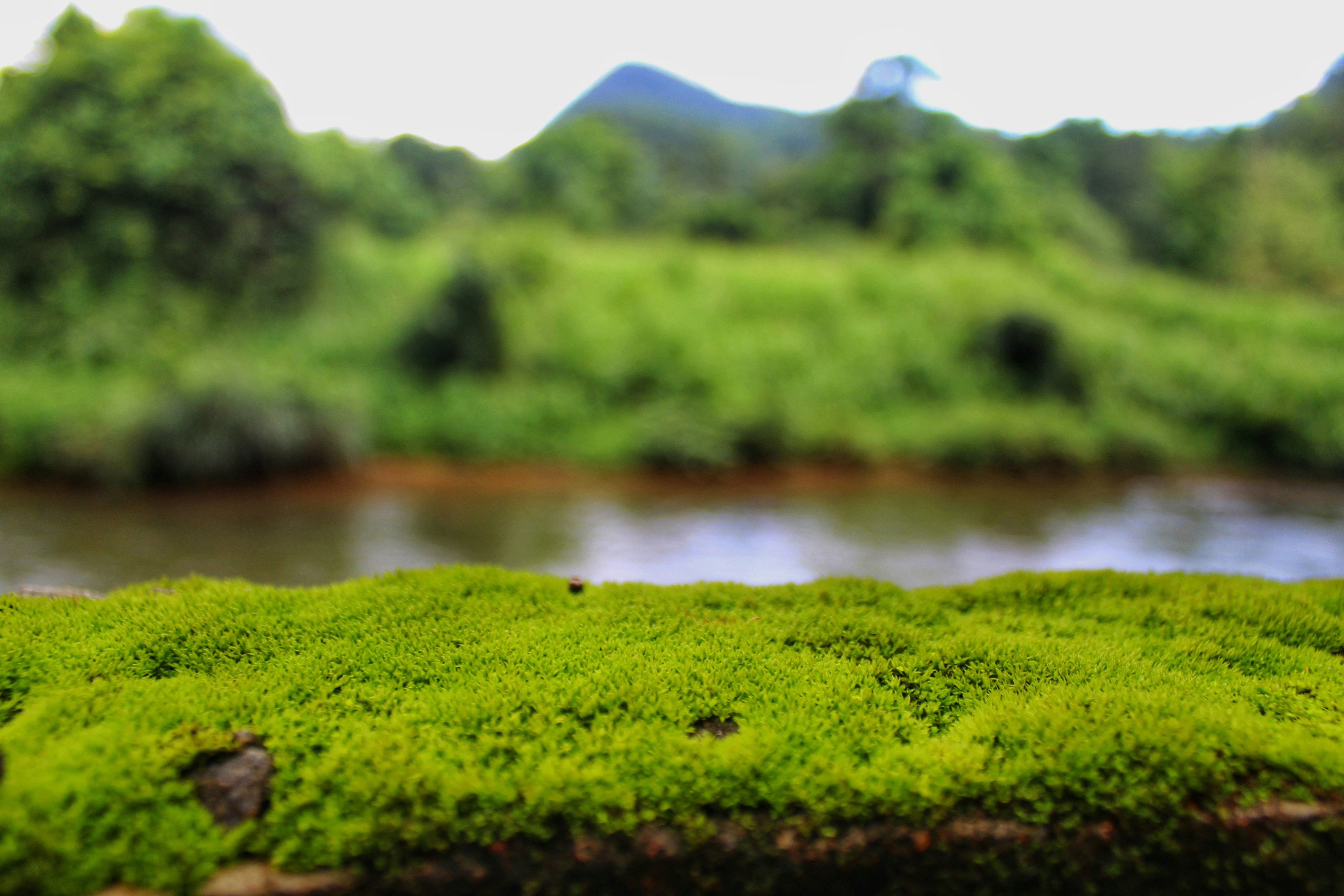 A close up of a patch of grass with a river in the background photo ...