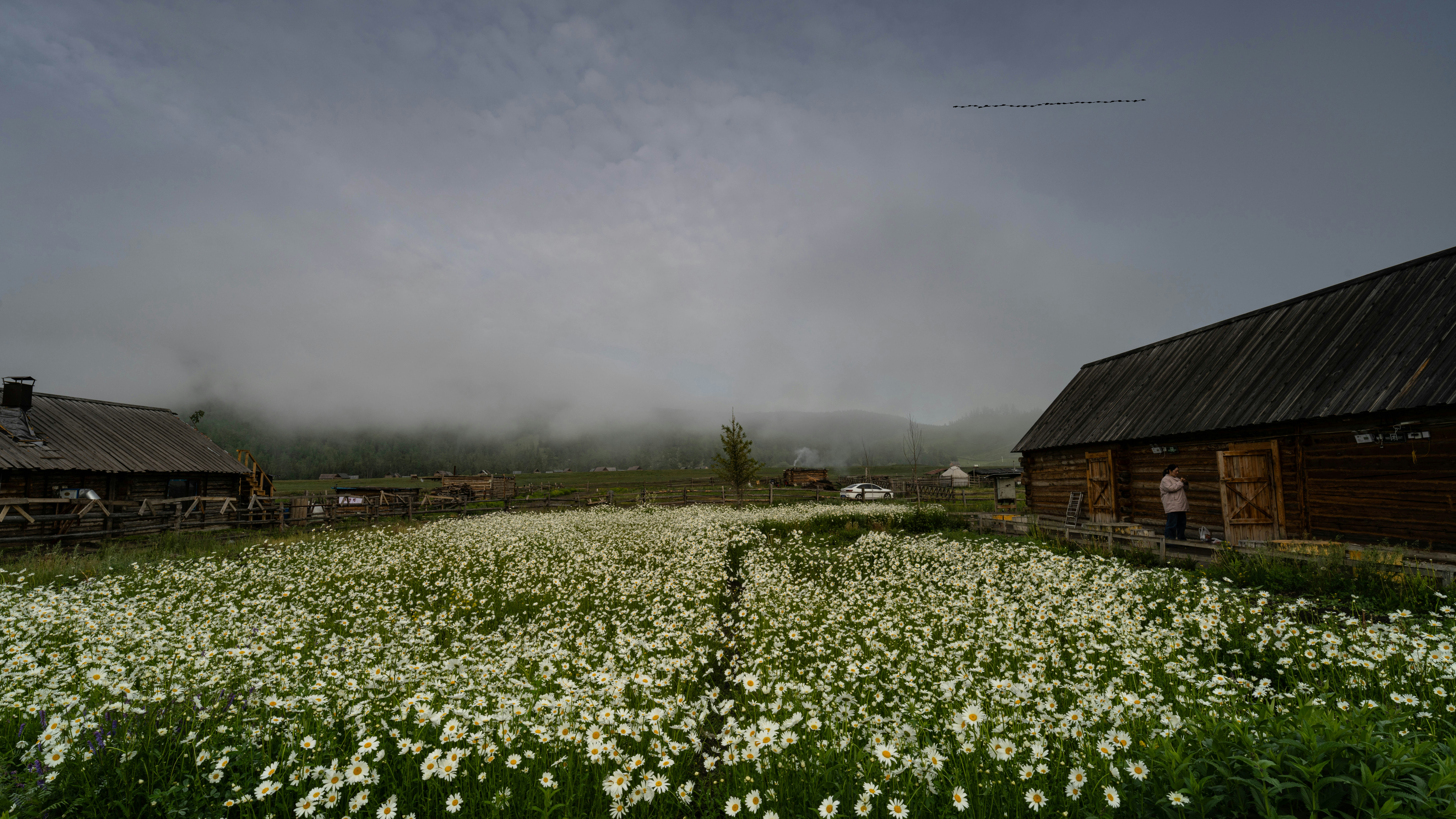 Daisy Field at the Edge of Misty Hills