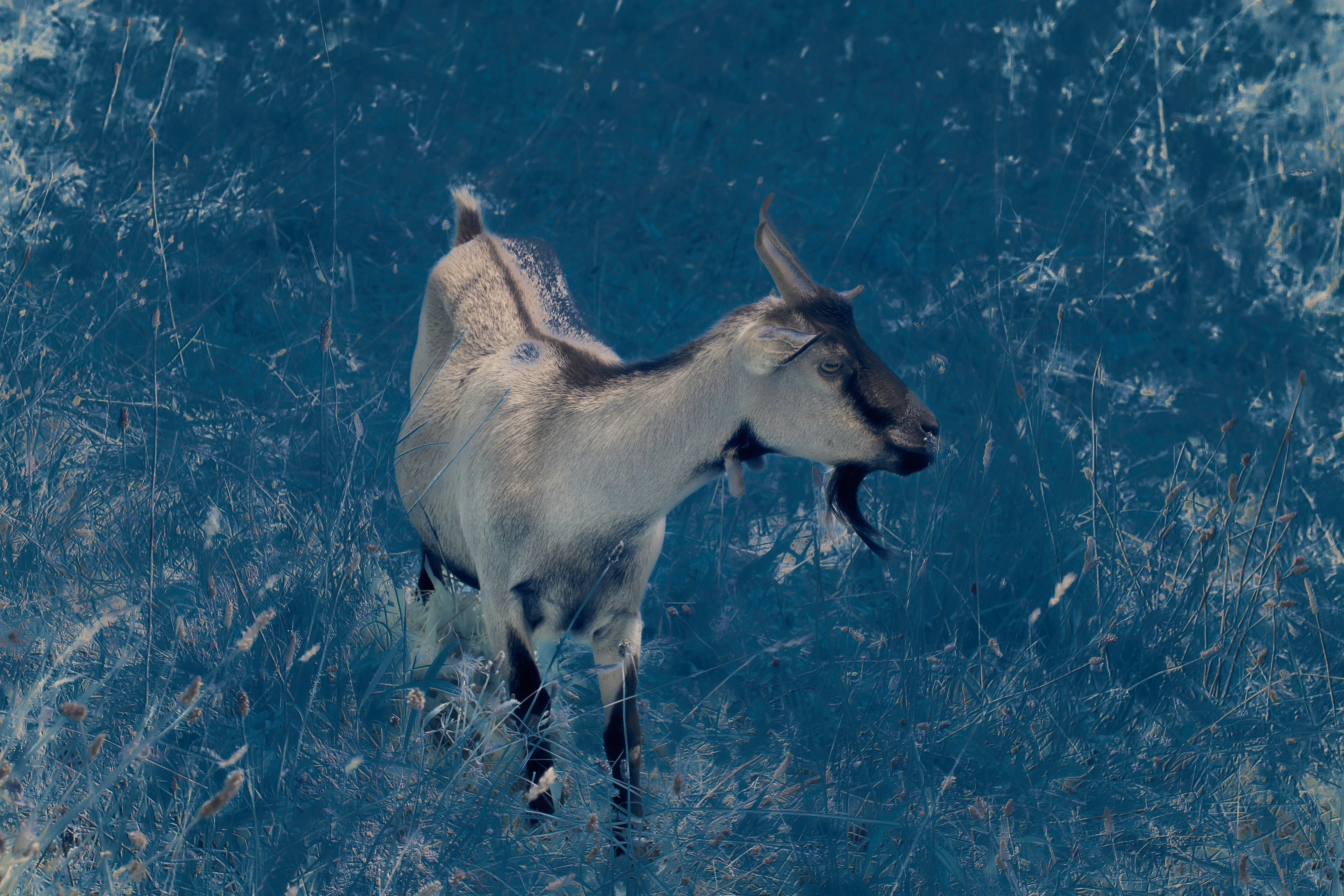 Winter's Forager: A Goat with a Fish in a Frosty Field