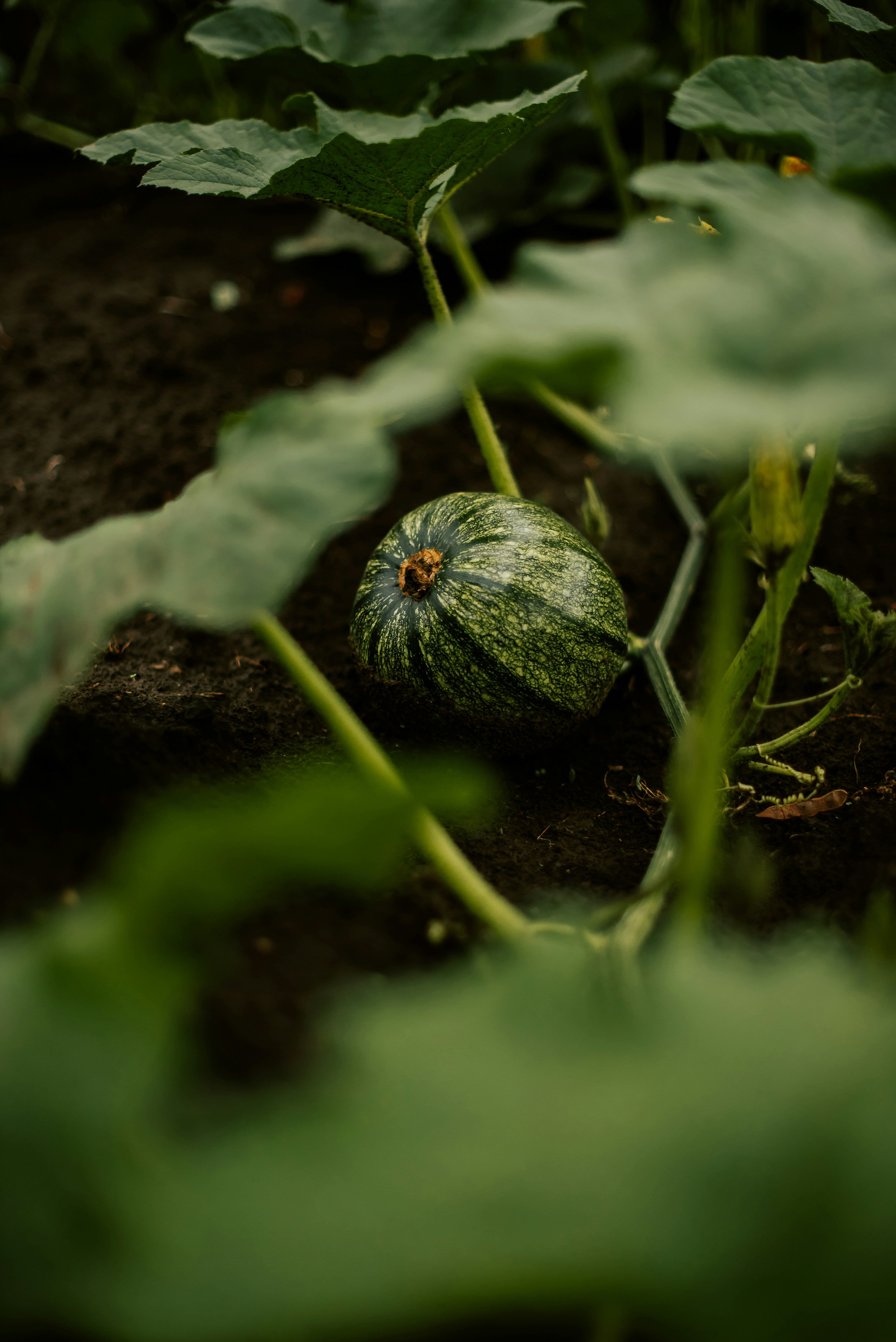 A green gourd sitting in the middle of a garden photo – Free Food Image ...