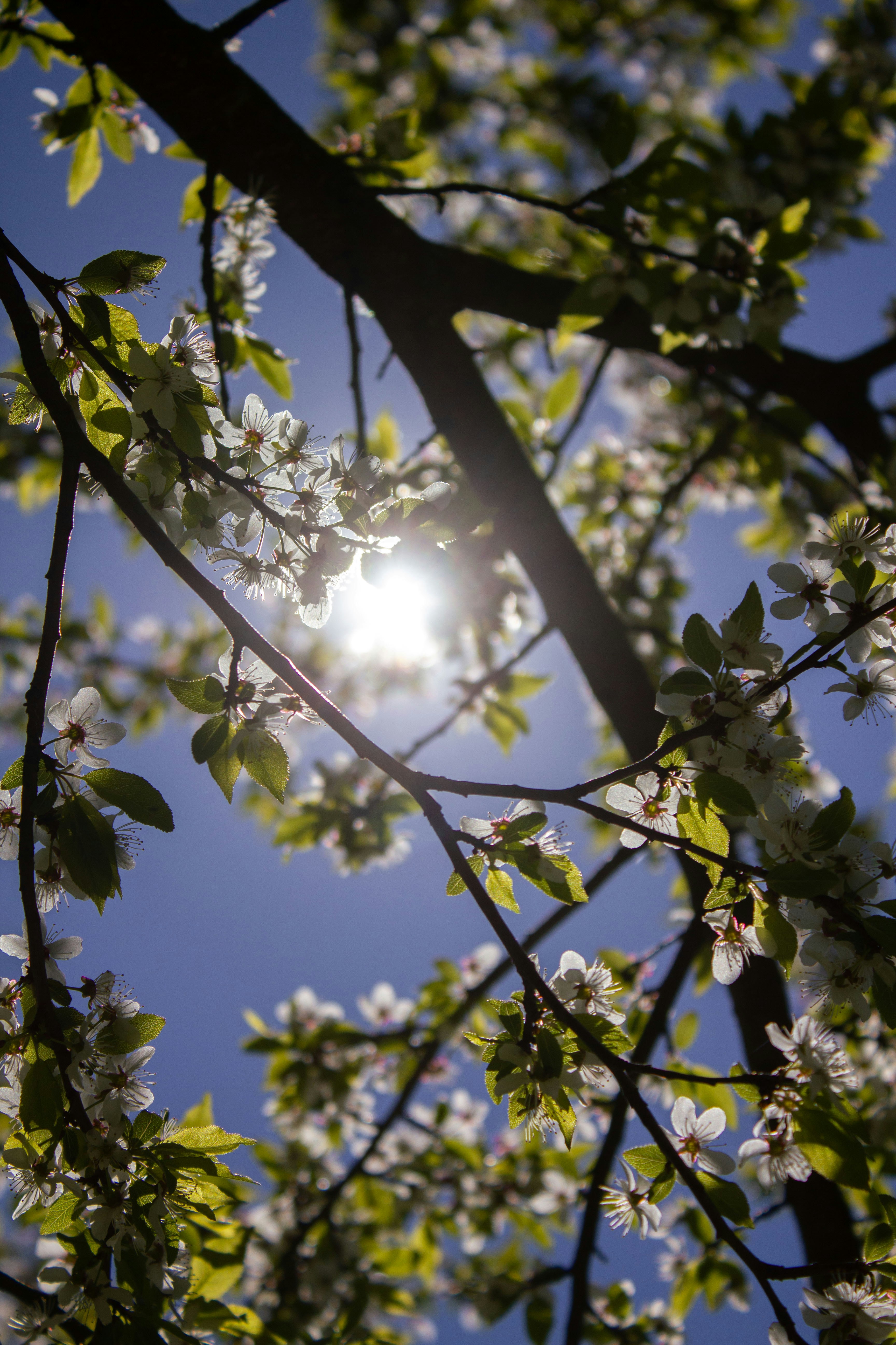 Sunlit Blossom Window: A Branch of Spring Against the Sky