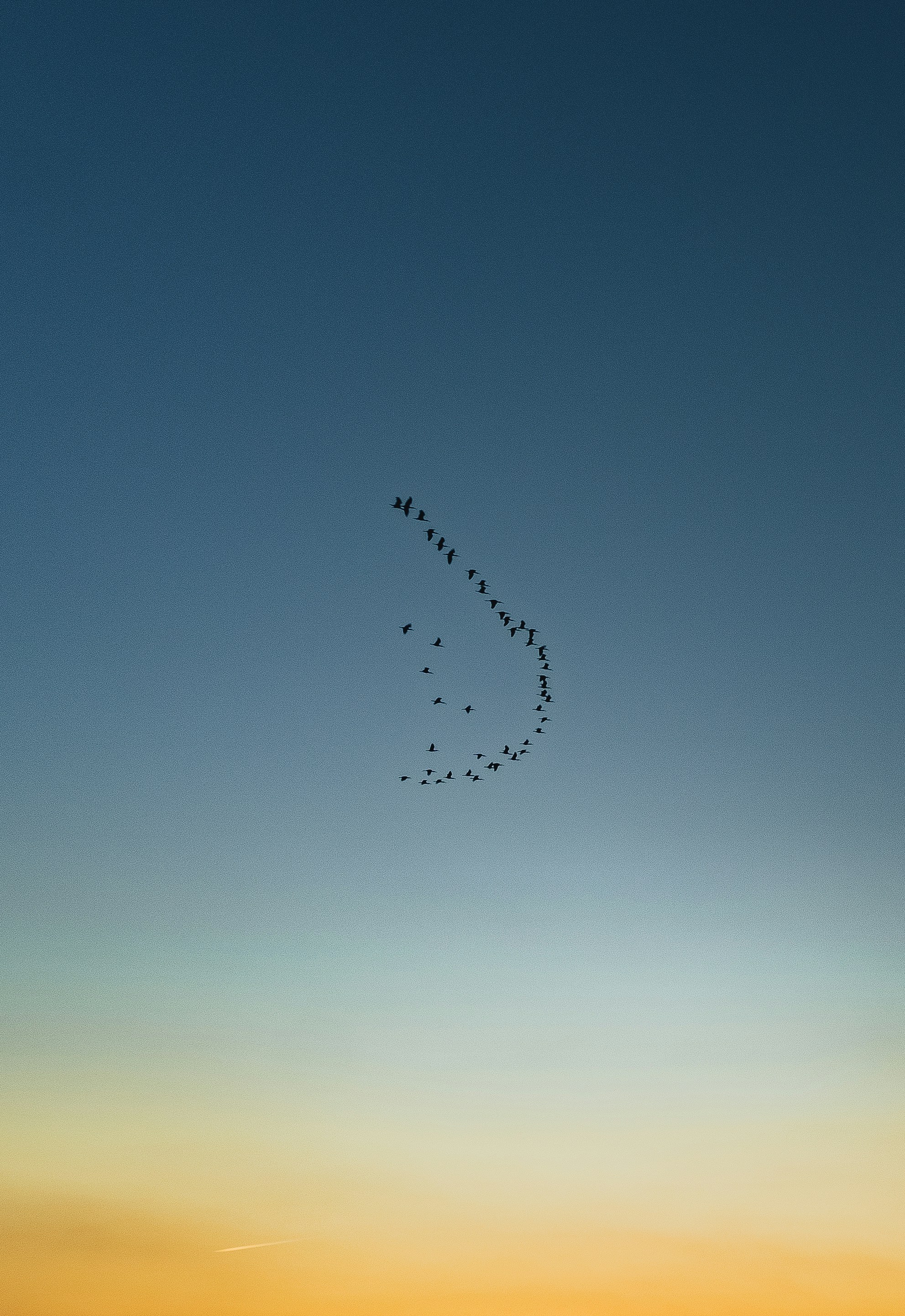 Dusk Arc: Flock Traces a Silent Curve Across the Sky