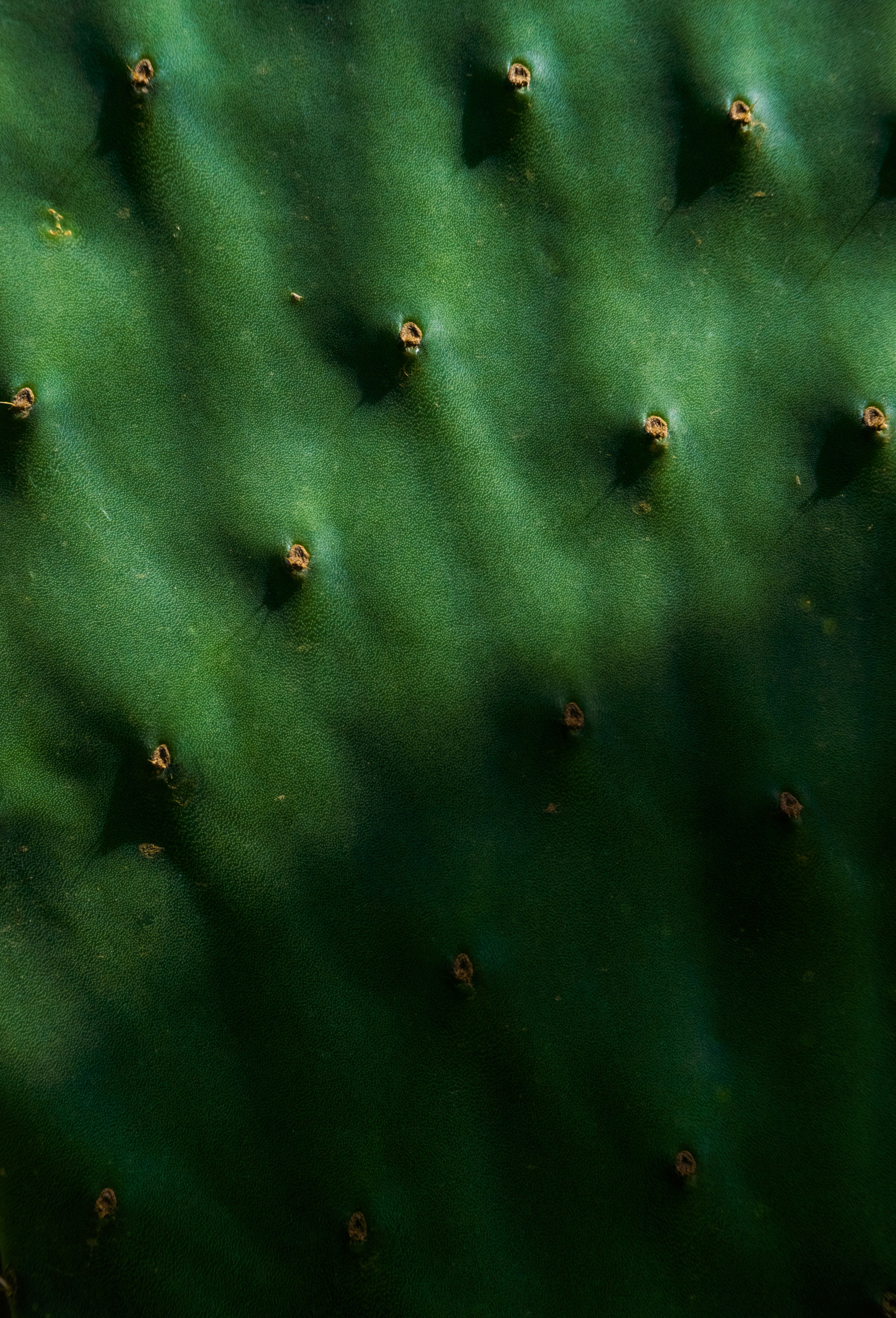 Close-up of a cactus surface showcasing intricate patterns and natural textures. The interplay of light and shadow highlights the unique features of the plant.