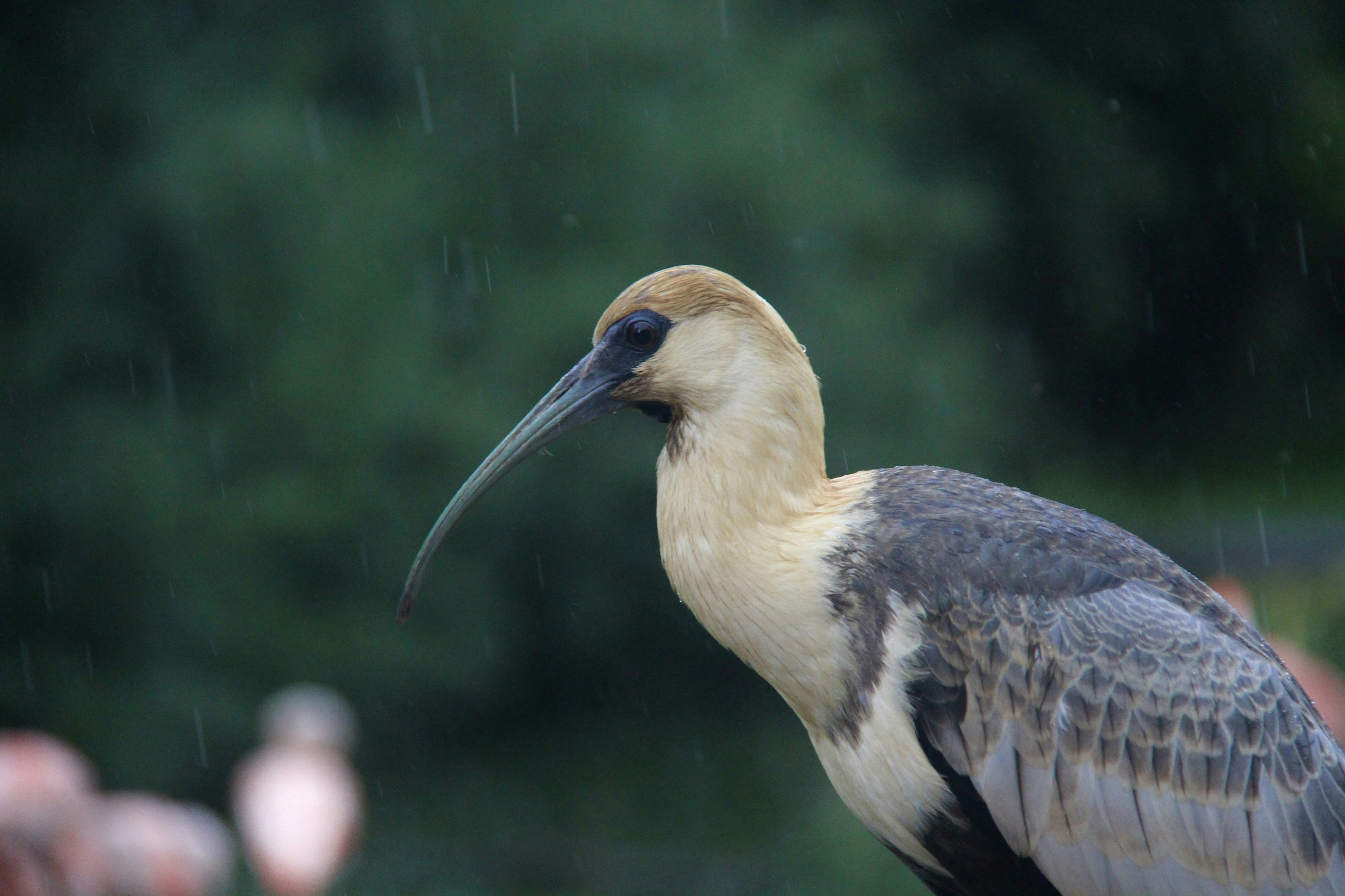 a bird with a long beak standing in the rain