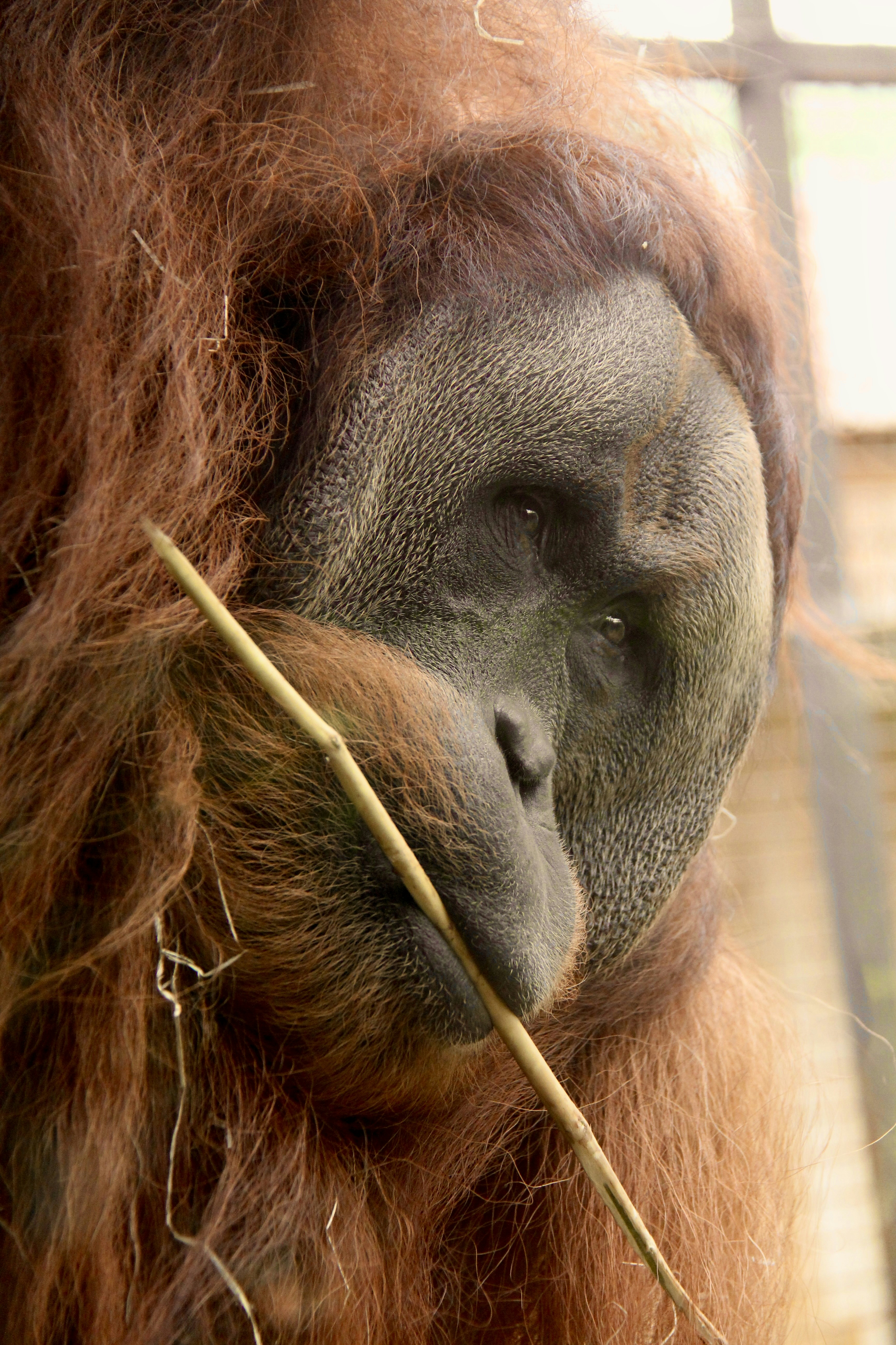 Twig in the Gaze: Close-Up of an Orangutan's Quiet Moment