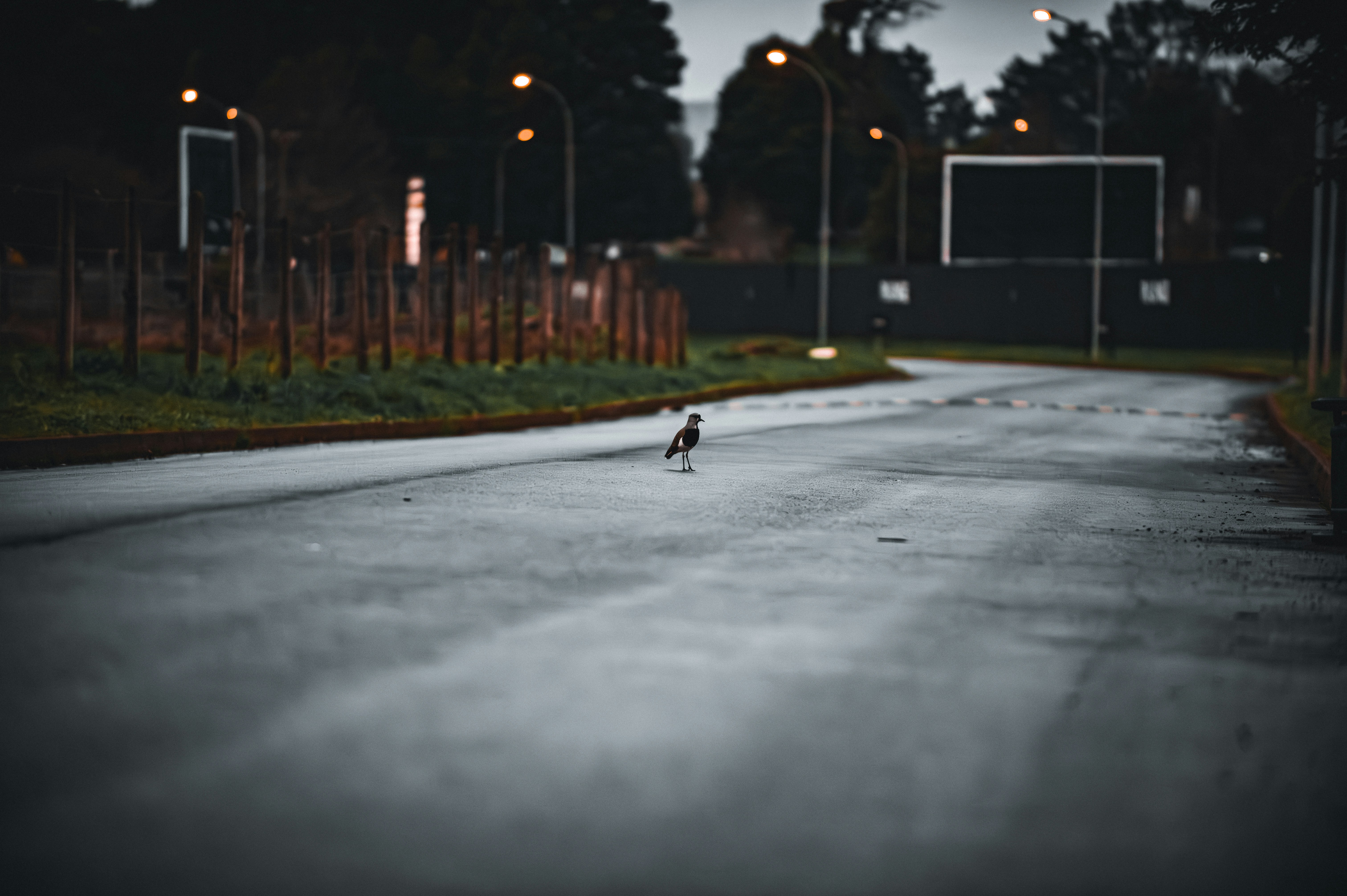 Rain-Washed Avenue at Dusk: A Solitary Bird in Focus