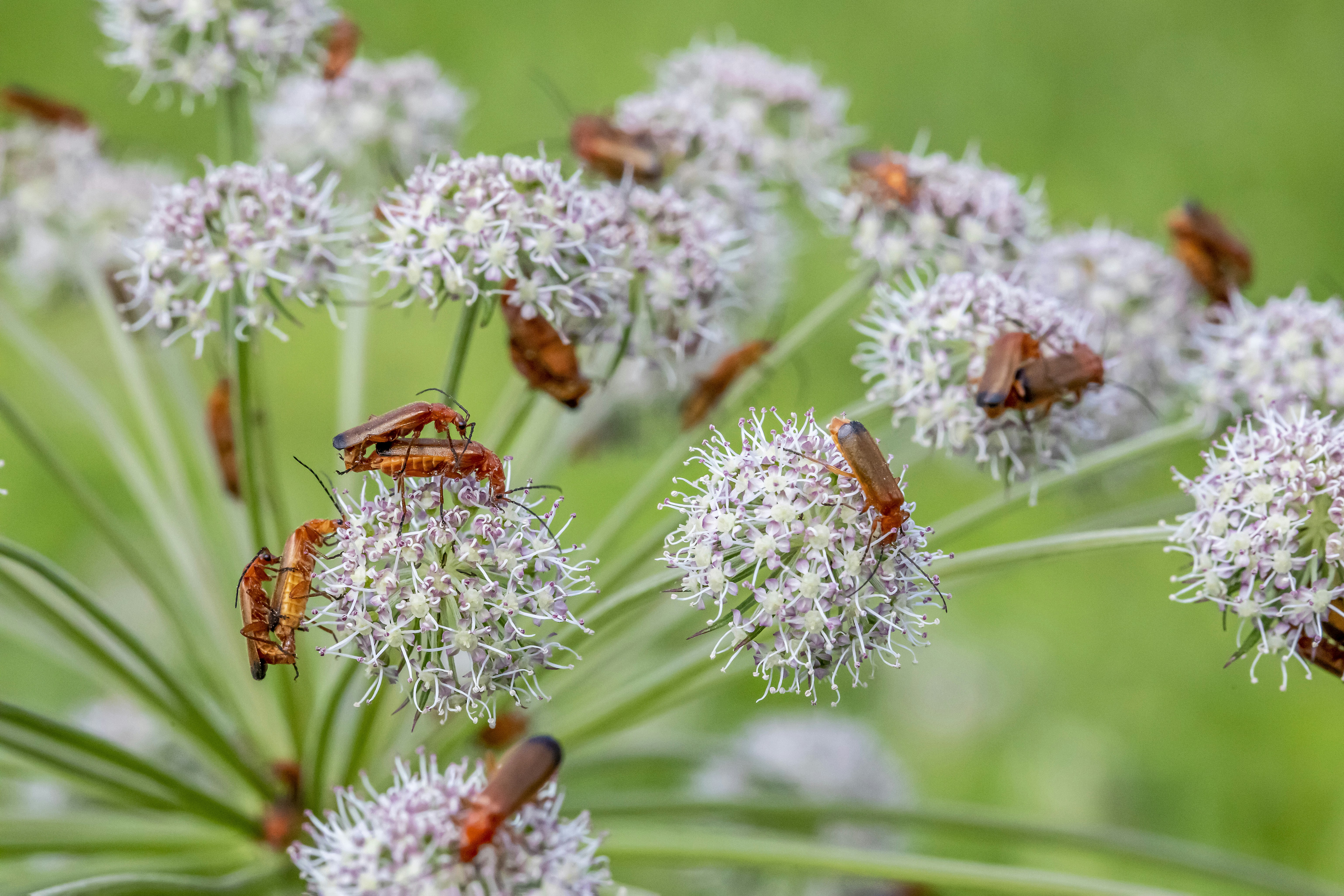 A bunch of bugs that are on a flower photo – Free Image on Unsplash