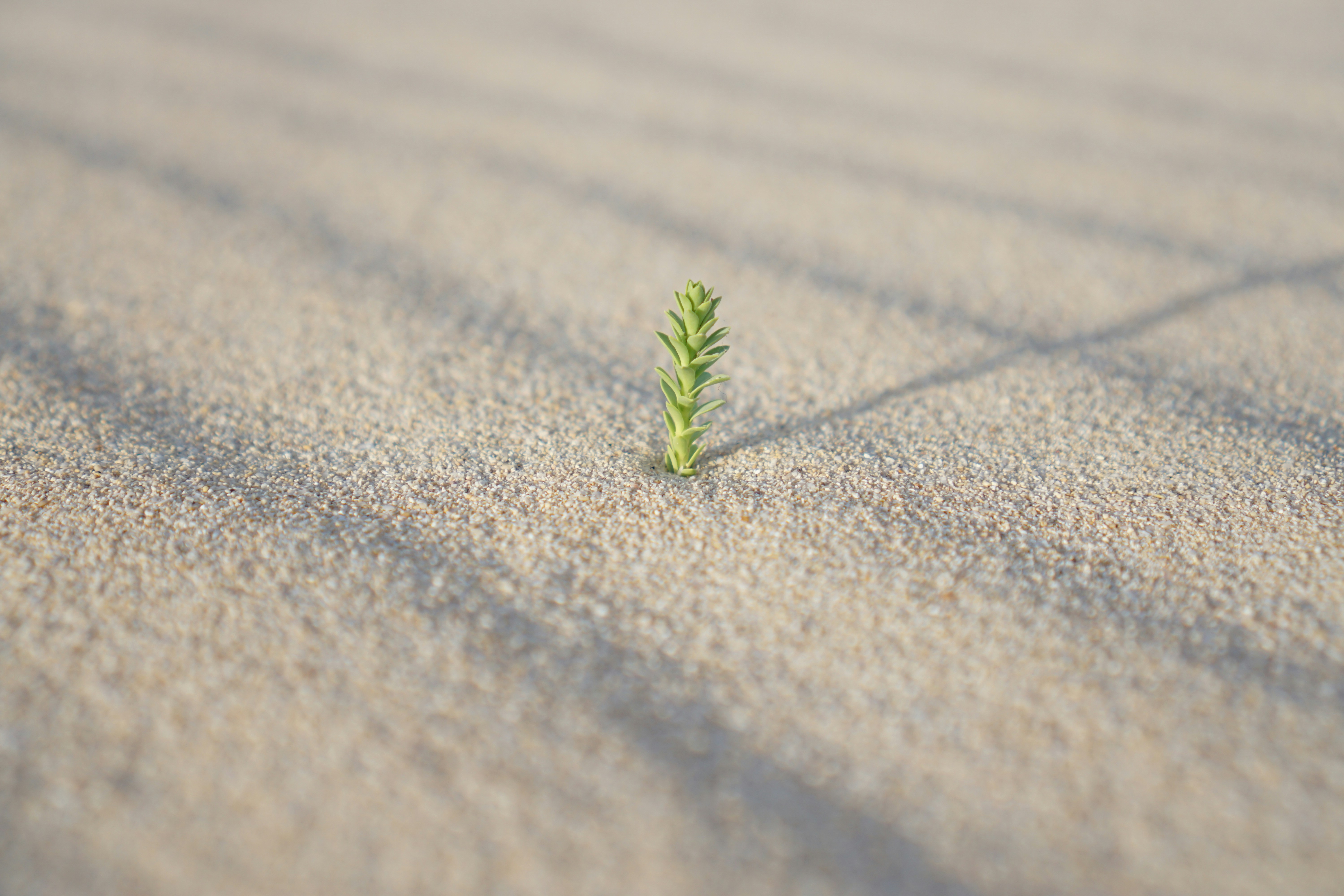 Verdant Beacon on a Sea of Sand: A Lone Sprout Emerges
