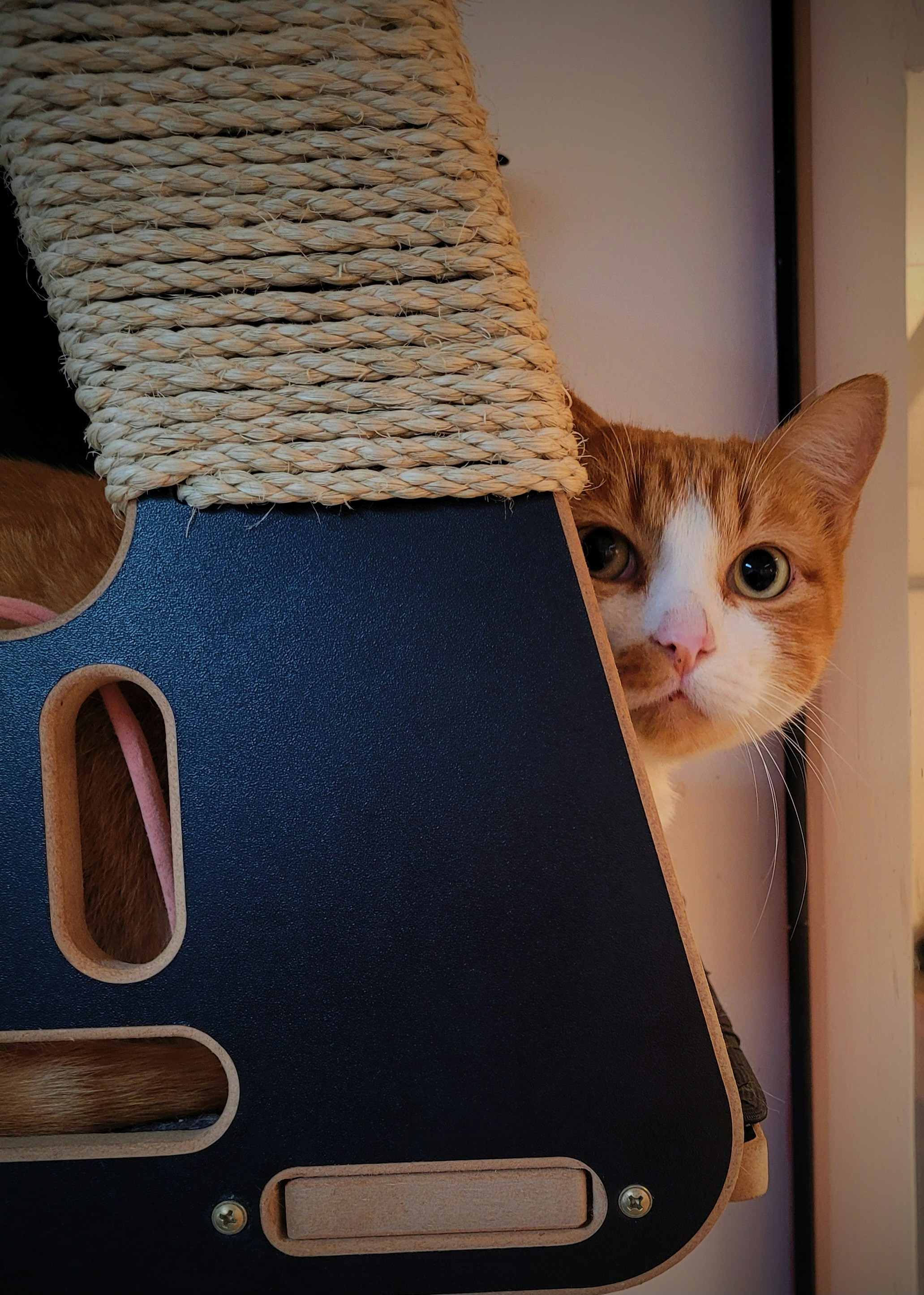 Peek Behind the Scratching Post: Orange-White Cat Hiding by a Surface