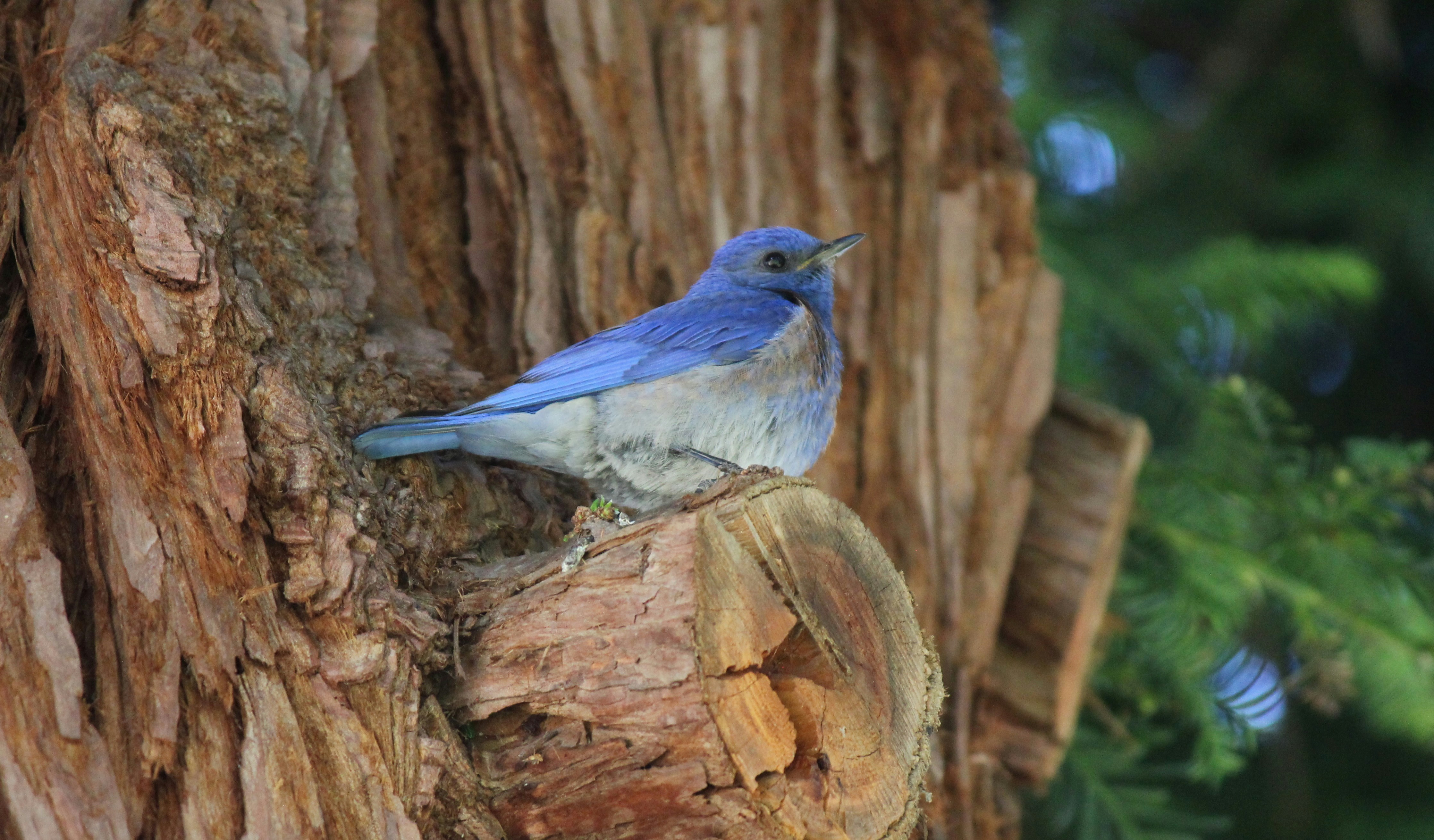 Azure Bluebird Perched on a Weathered Trunk in Dappled Forest Light