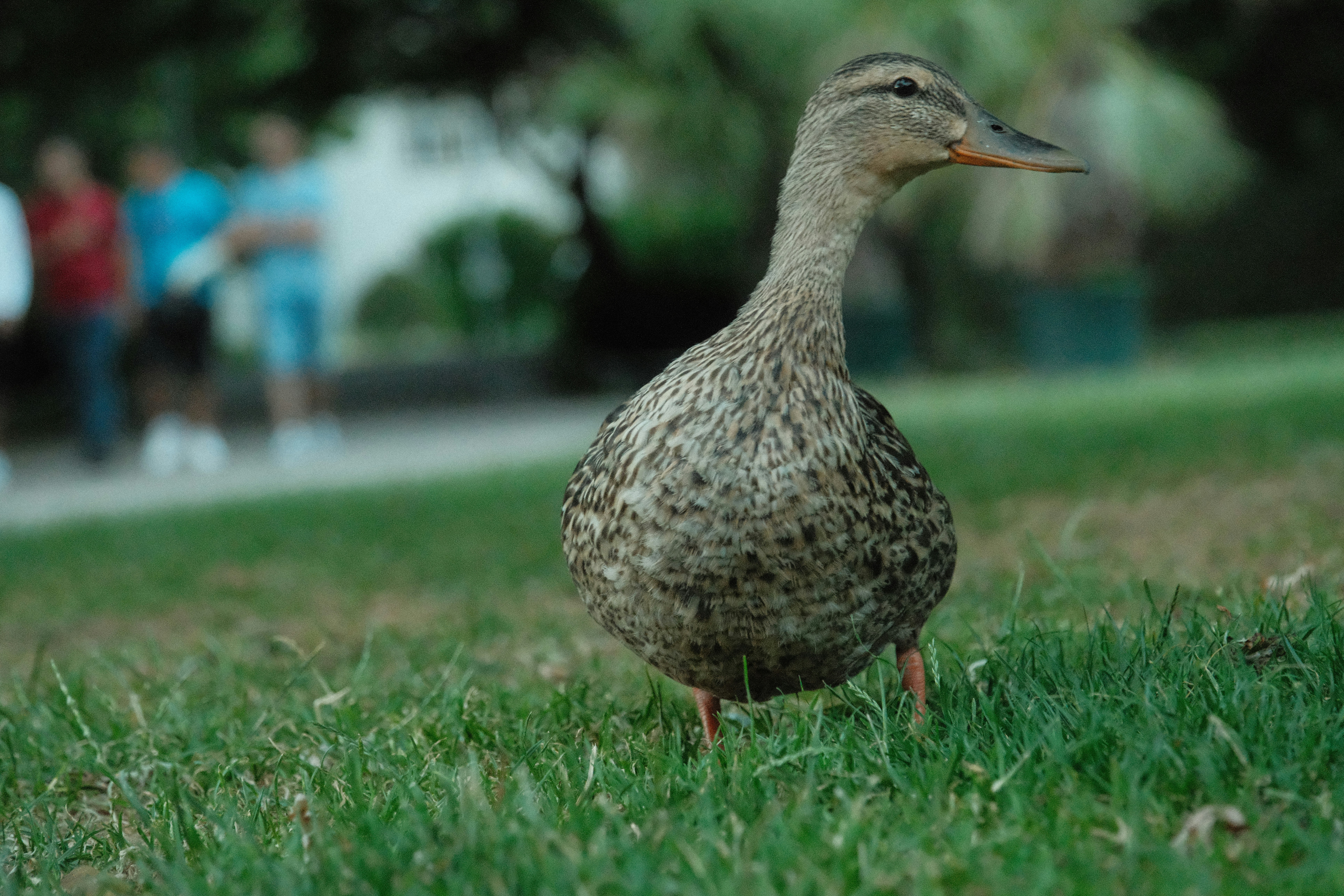 Un pato está parado en la hierba cerca de un grupo de personas foto ...