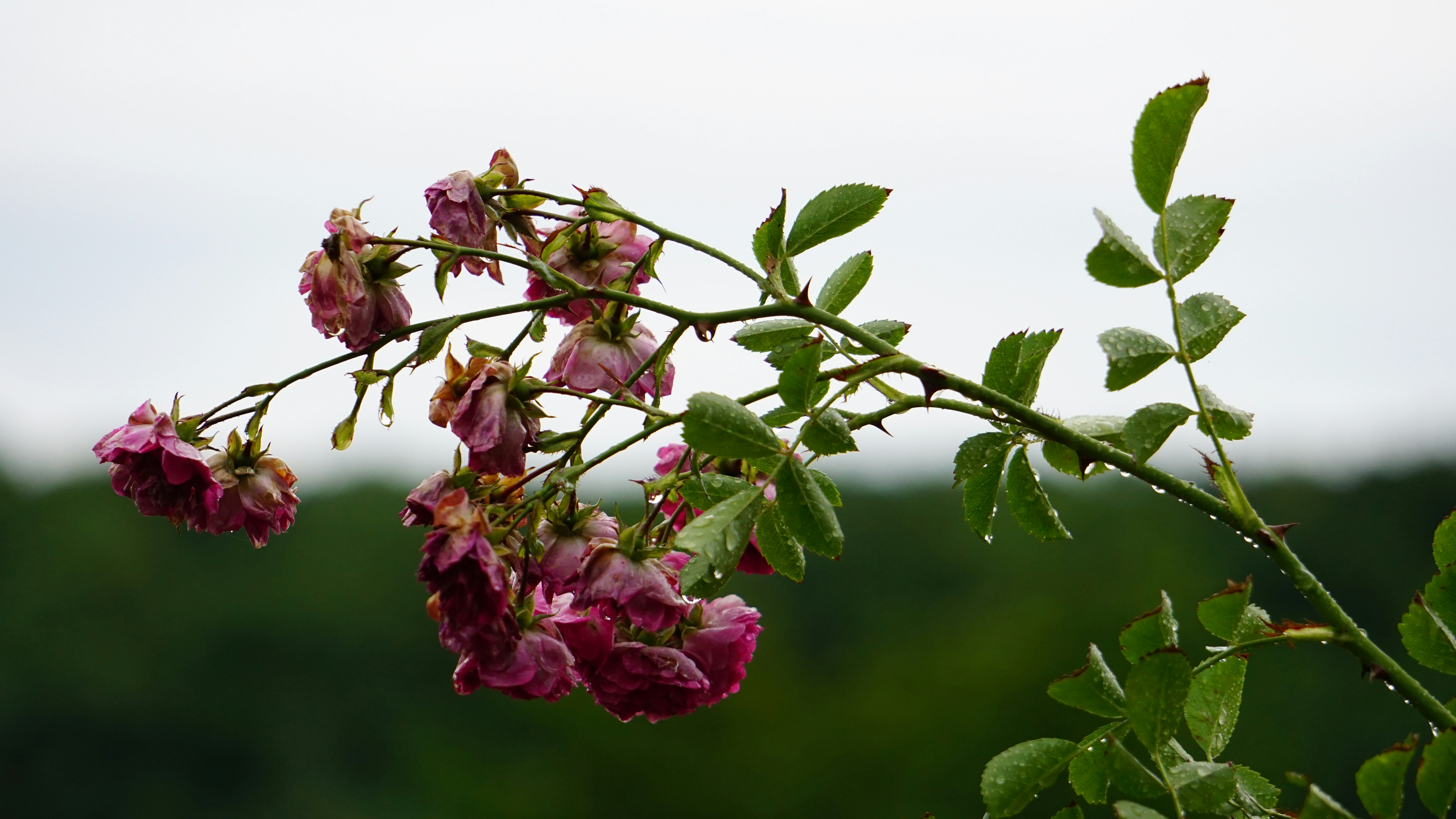 Curved Stem of Pink Roses Against a Soft Green Backdrop