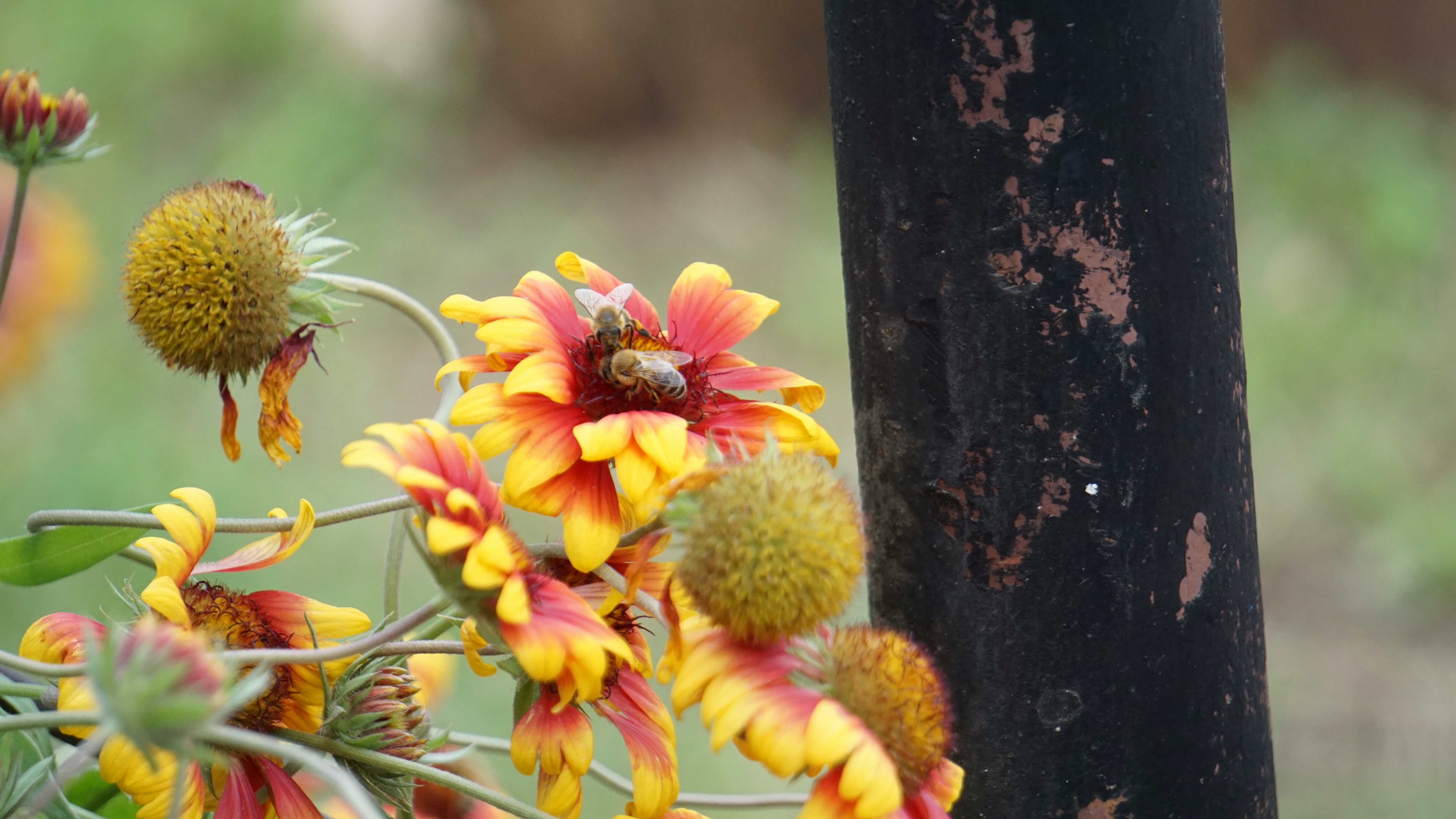 Bee on a Flame-Orange Zinnia Beside a Weathered Post