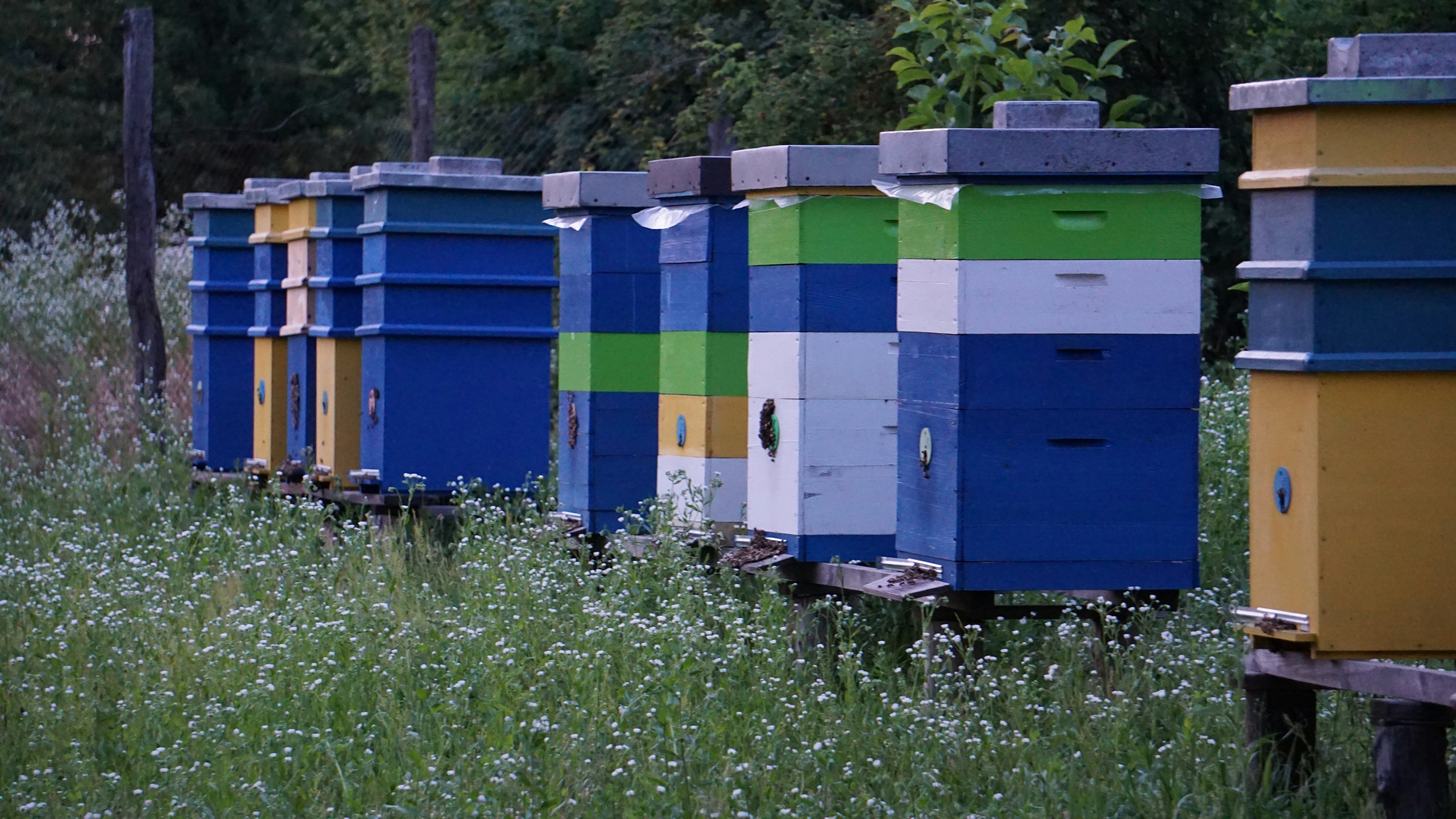 A row of beehives sitting next to each other in a field photo – Free ...