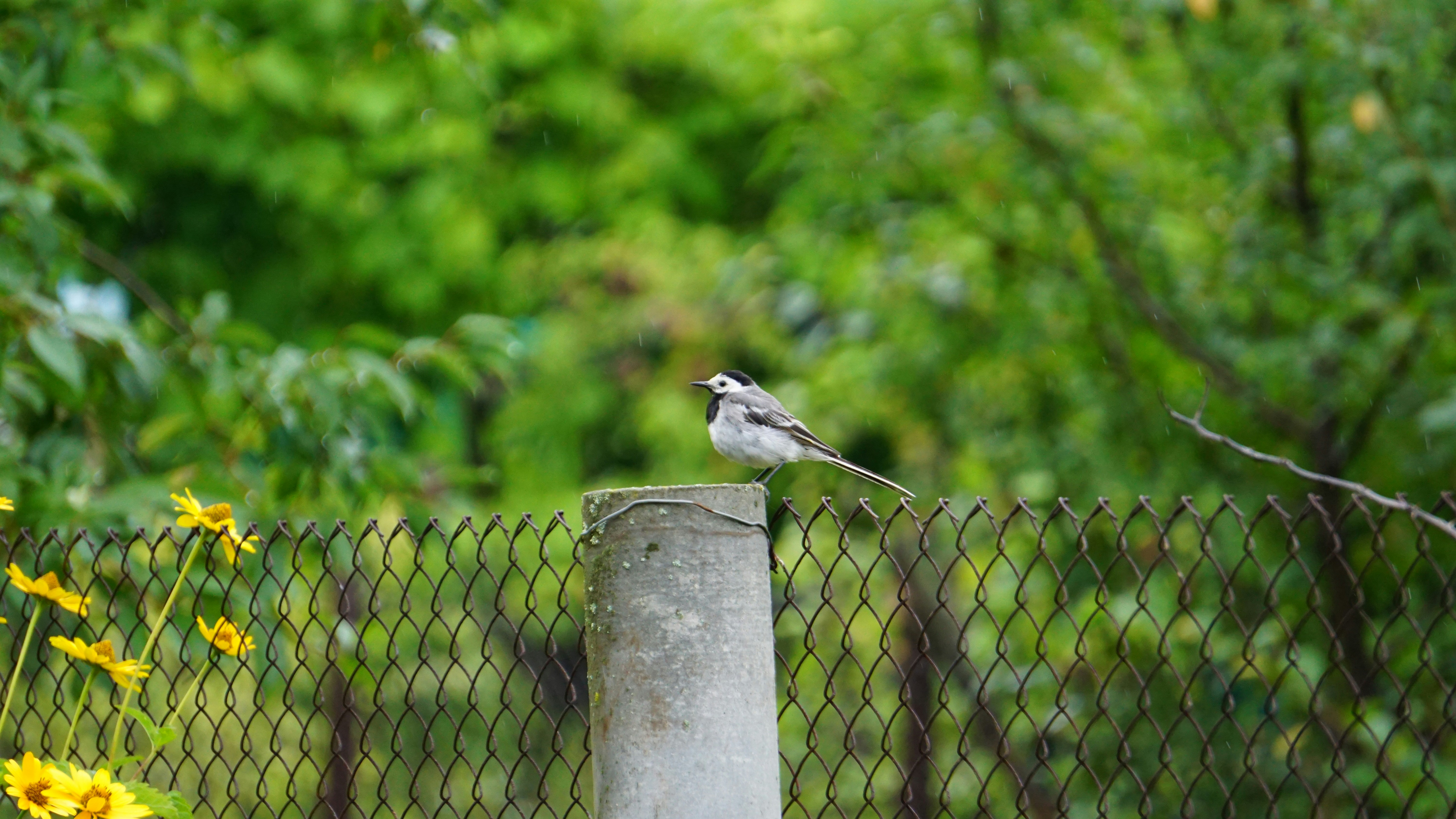 A small bird sitting on top of a cement pillar photo – Free Bird Image ...