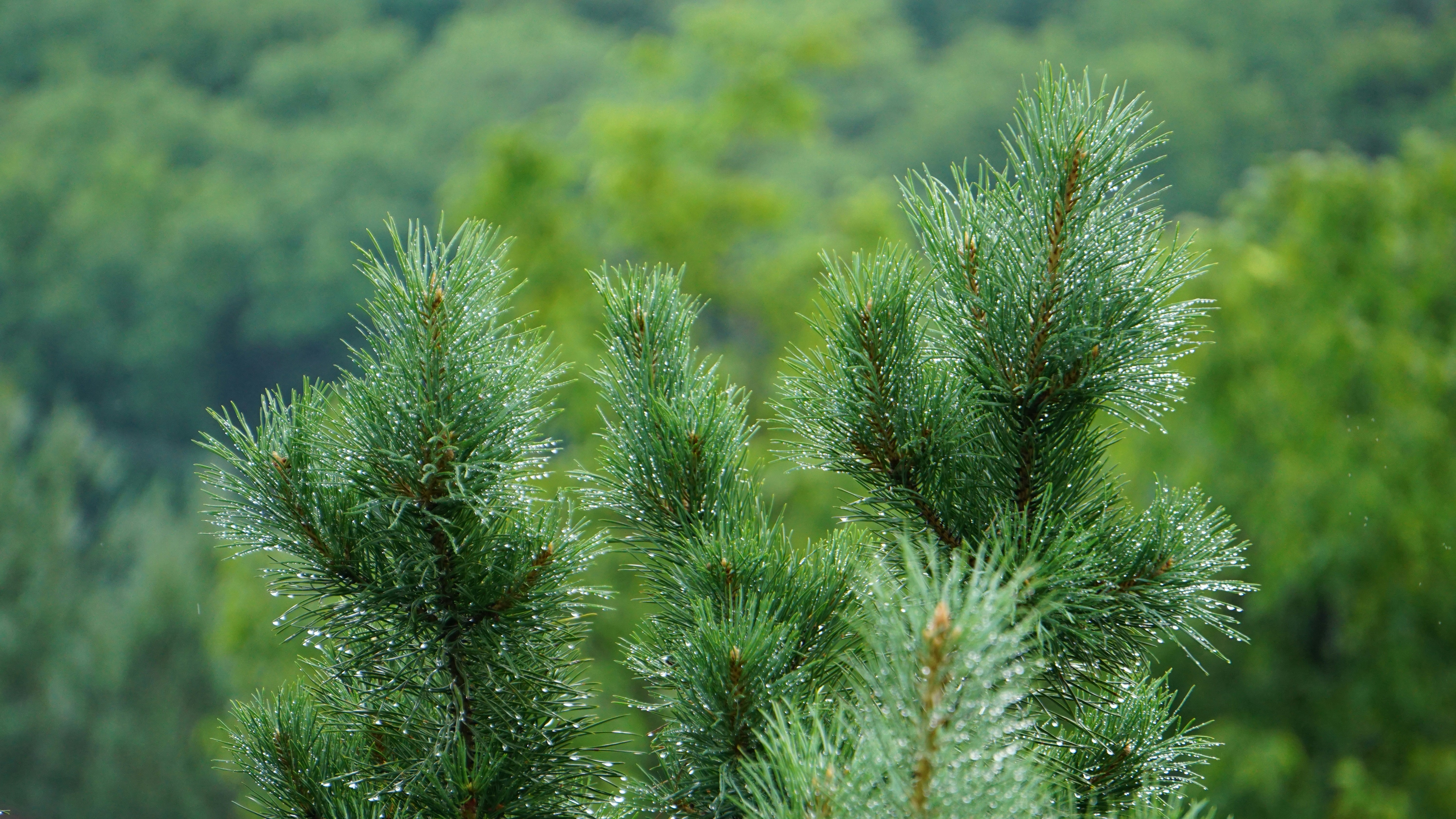 A close up of a pine tree with a forest in the background photo – Free ...