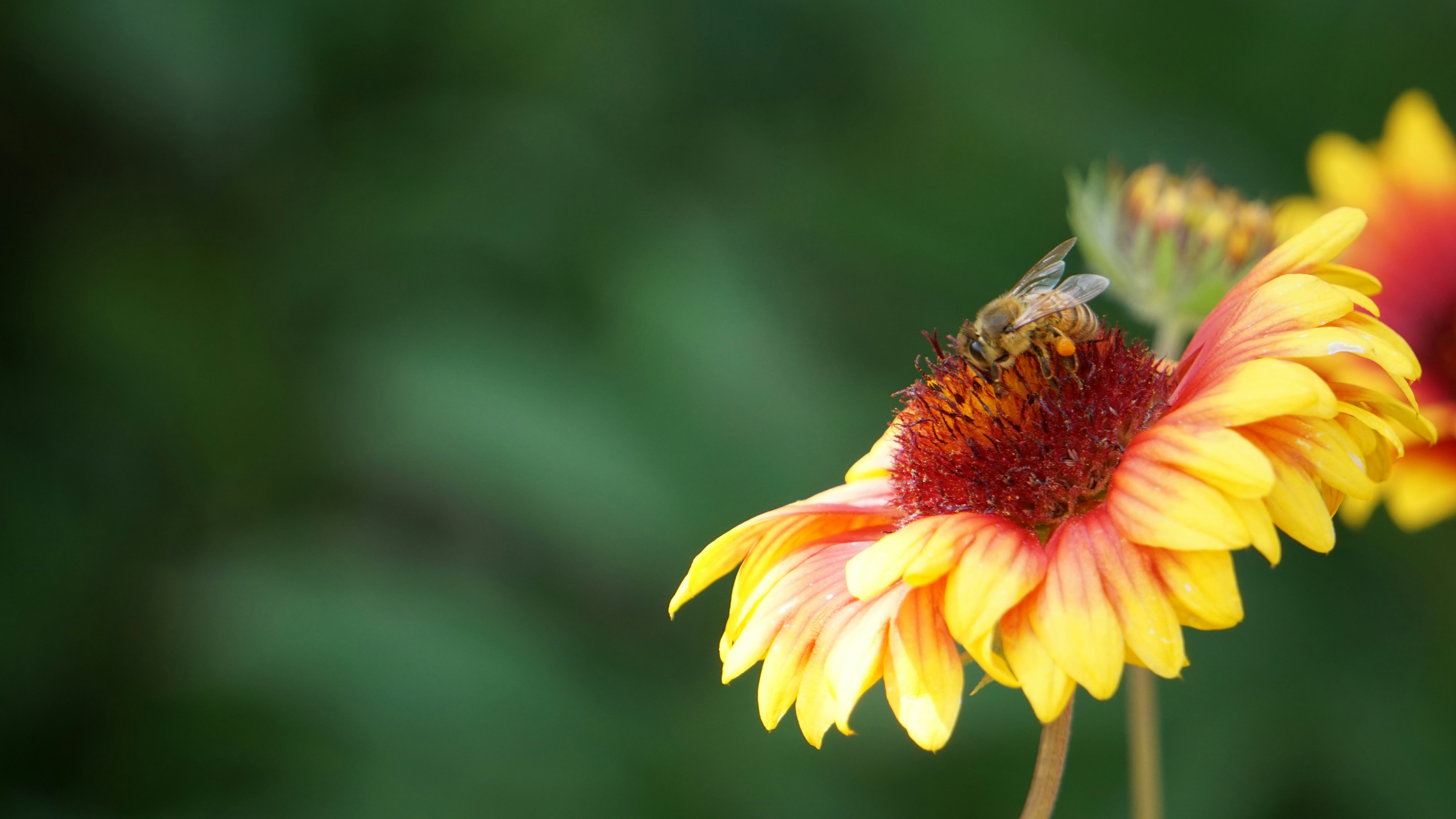 Bee at the Sunflower's Fiery Core: A Moment of Micro Light