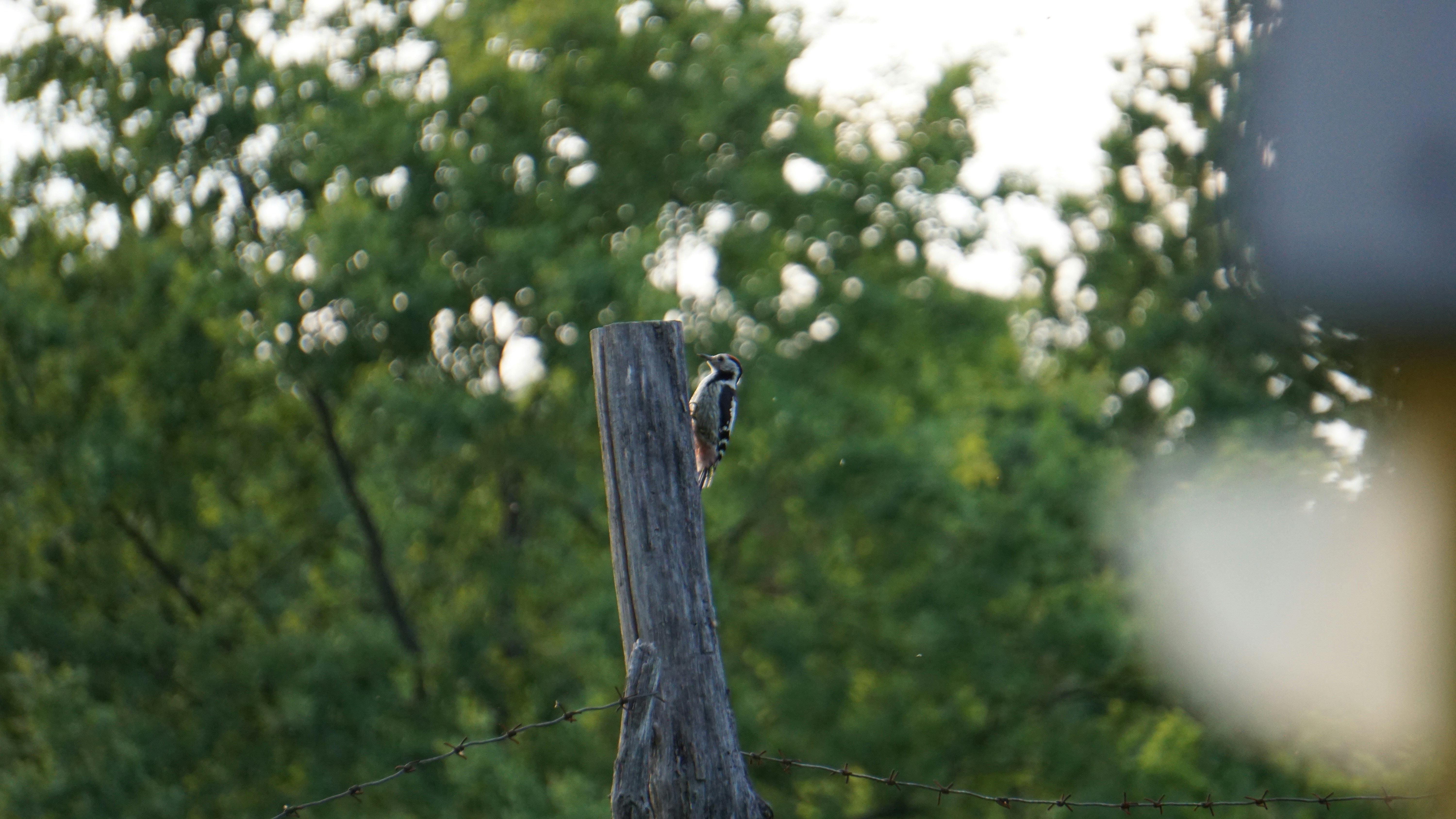 Photo by Dmytro Glazunov with Sony Alpha 6000
