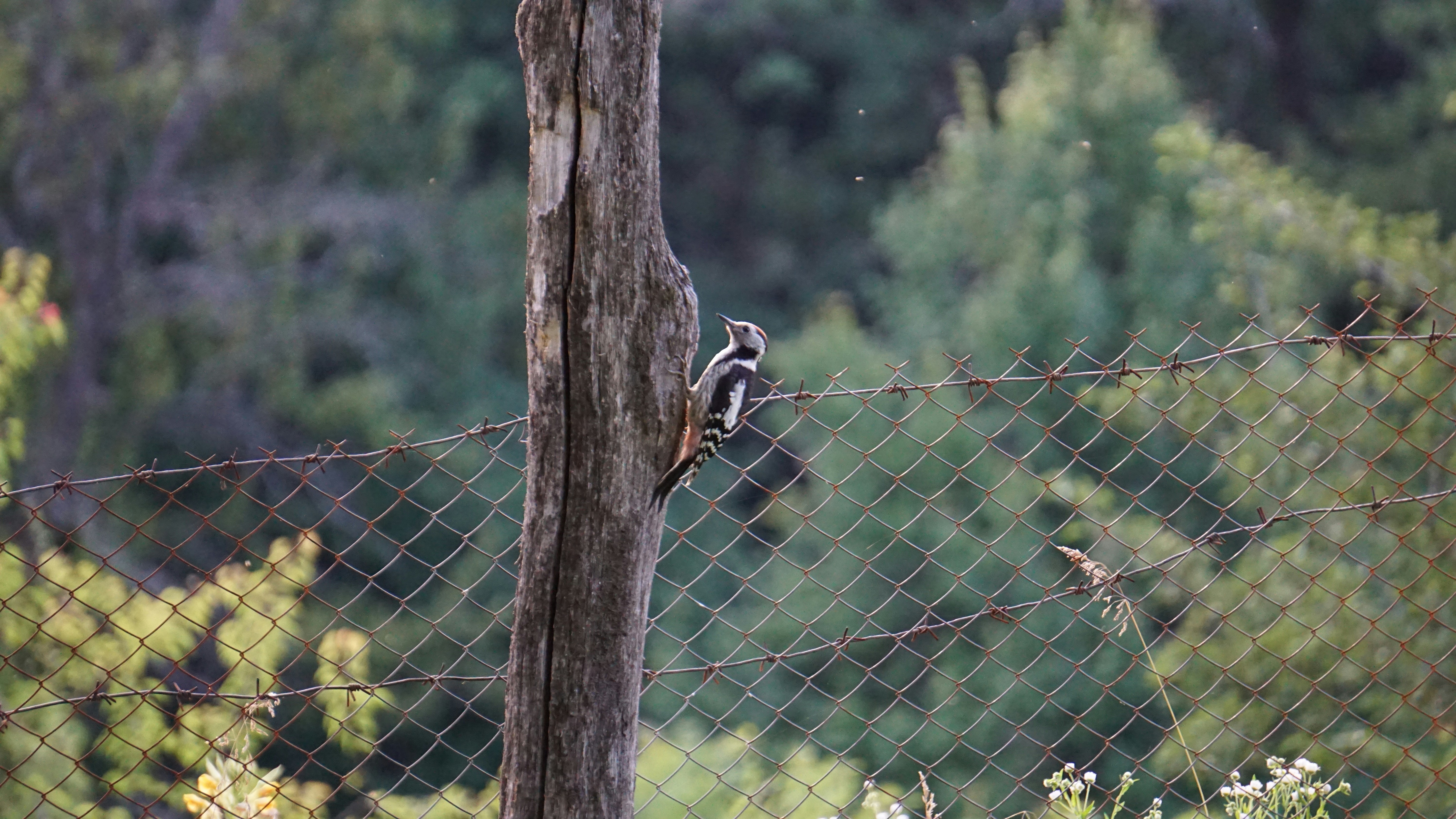 Bird on a Weathered Fence Post in Dappled Woodland
