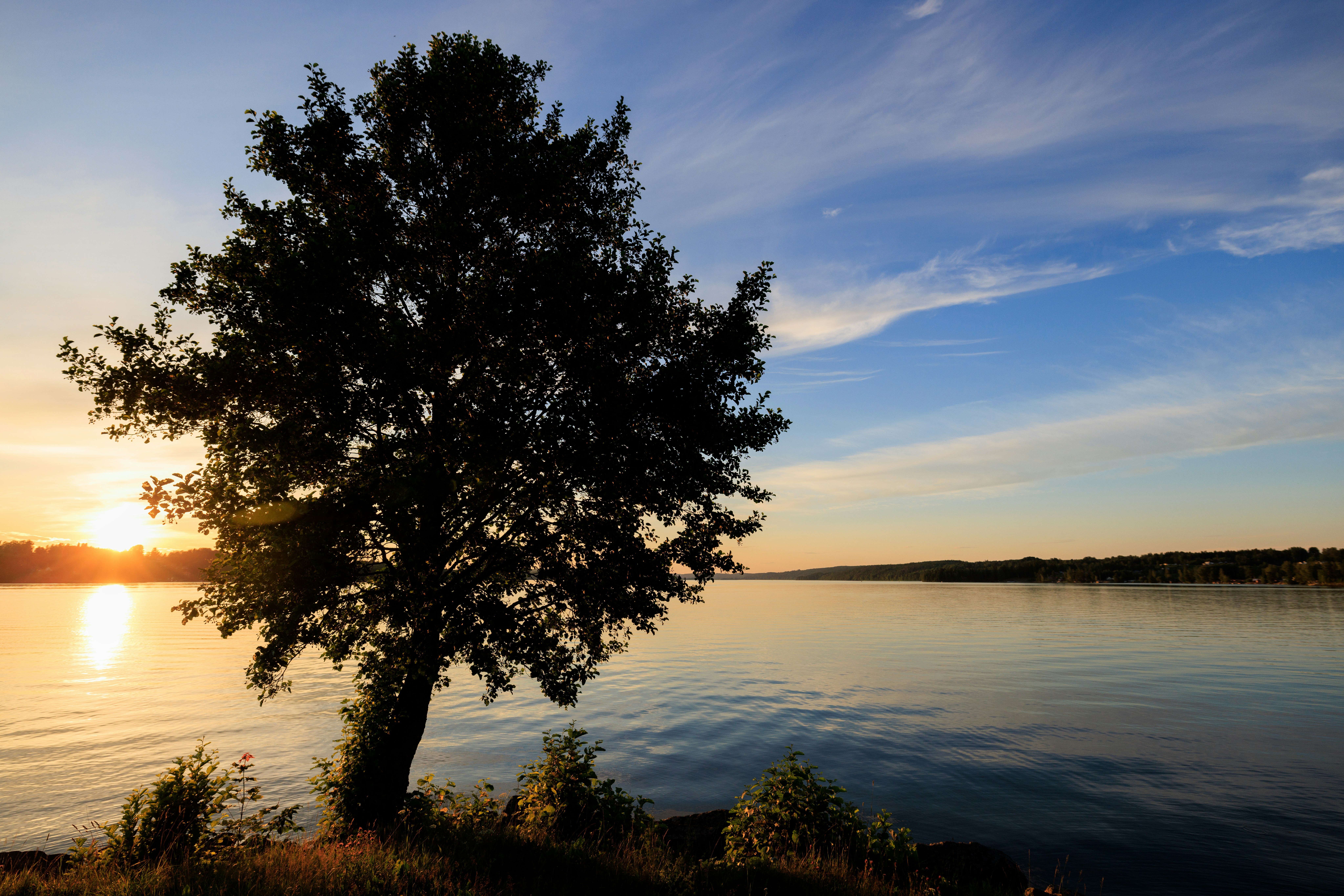 A lone tree on the shore of a lake at sunset photo – Free Background ...