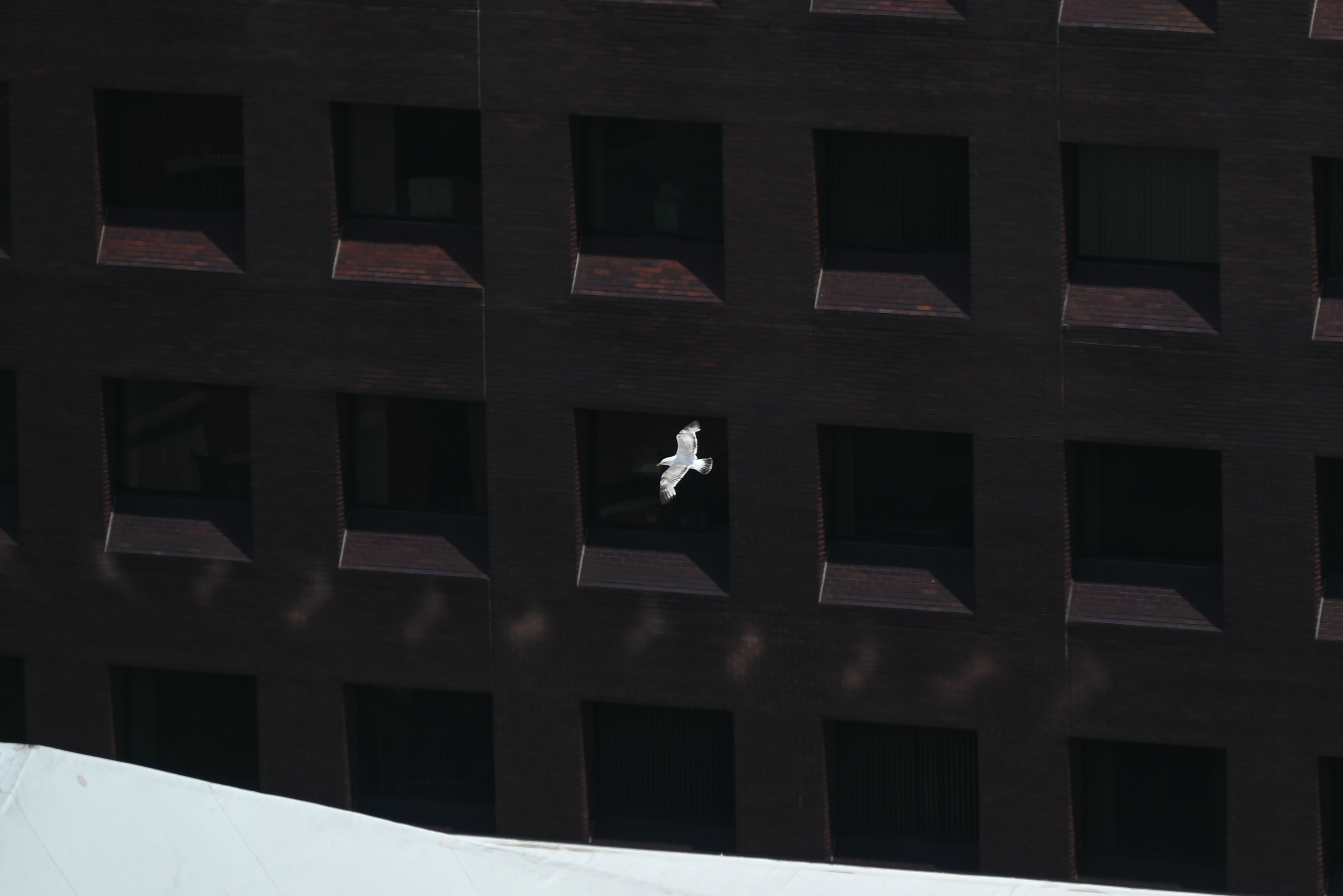White Sparrow in a Grid of Shadowed Windows