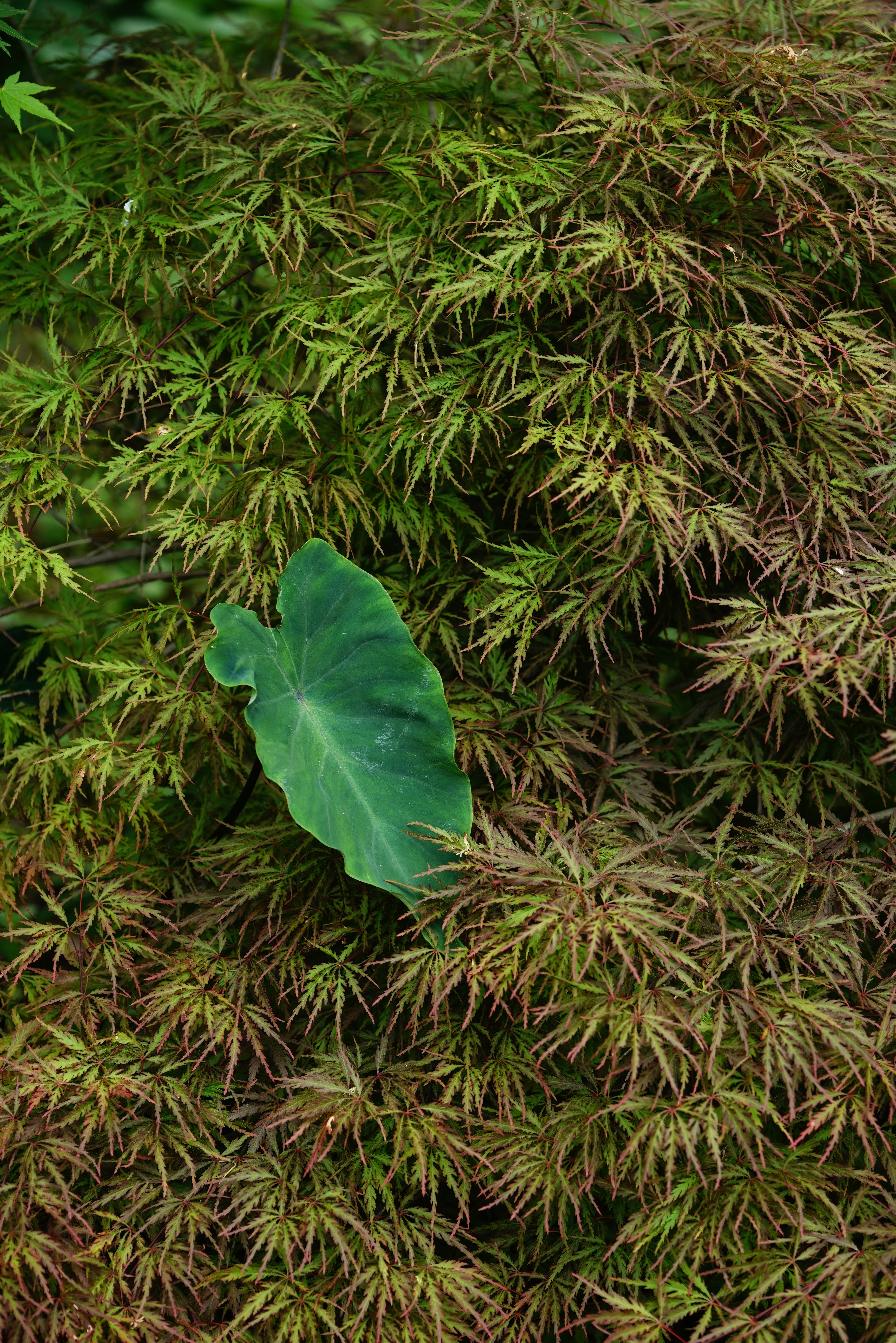 Emerald Leaf Amid Bronze Ferns: A Quiet Contrast