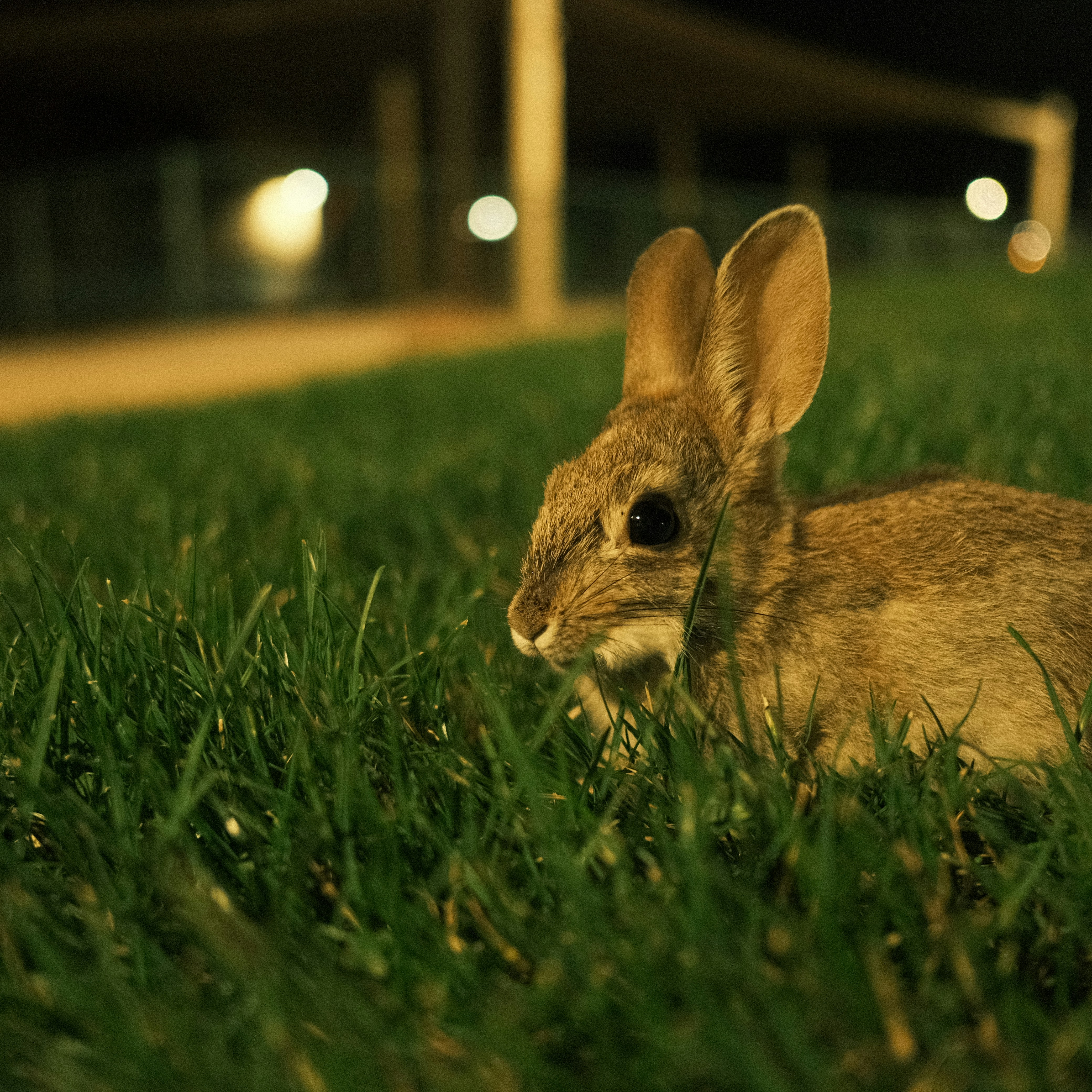 Amber Glow in the Grass: A Night Rabbit under Park Lights