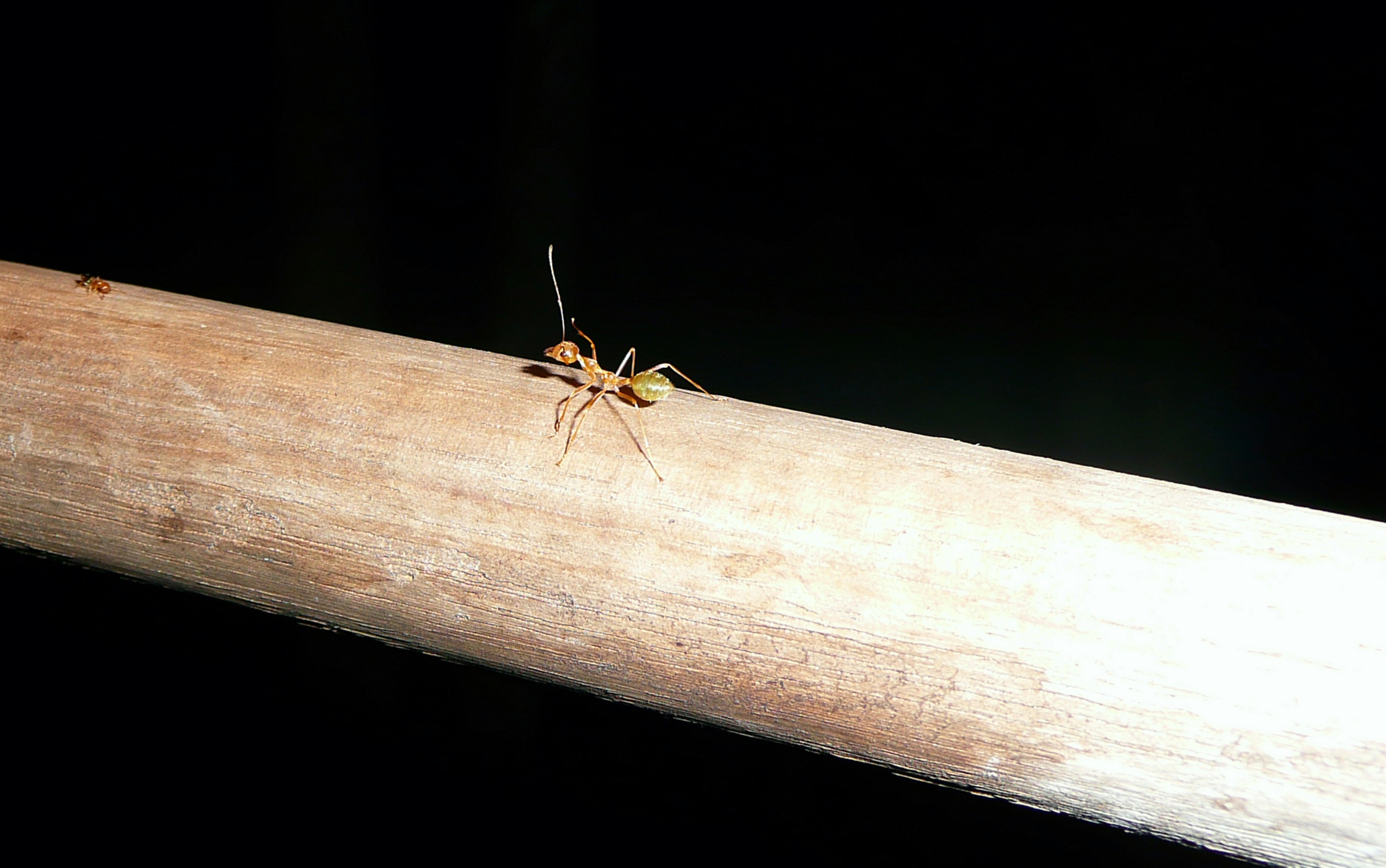 A close-up photograph of a tiny ant traversing a sunlit twig against a deep, dark backdrop.