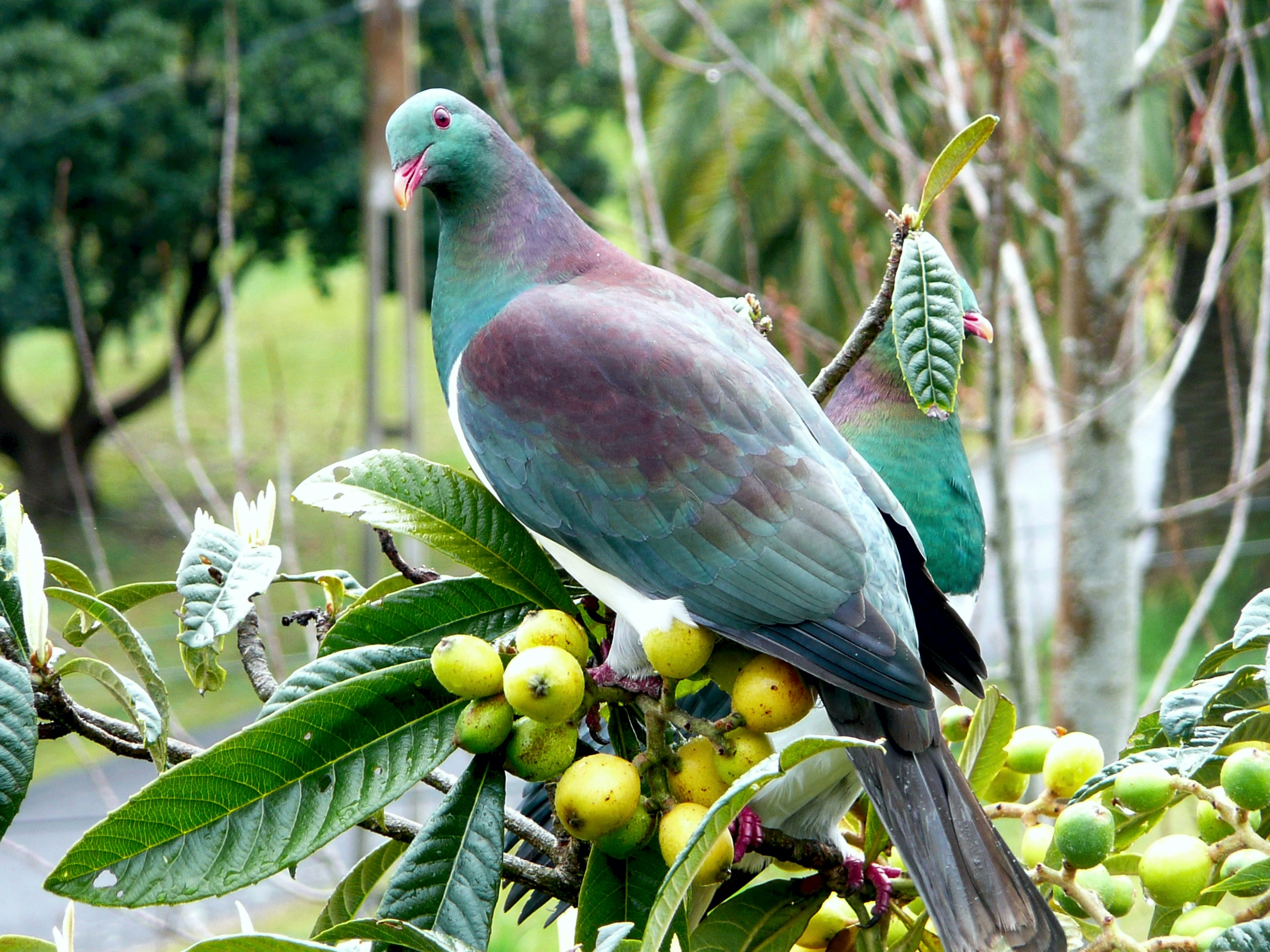 Iridescent pigeon perched on a leafy branch with yellow-green berries in a sunlit garden. Photograph.