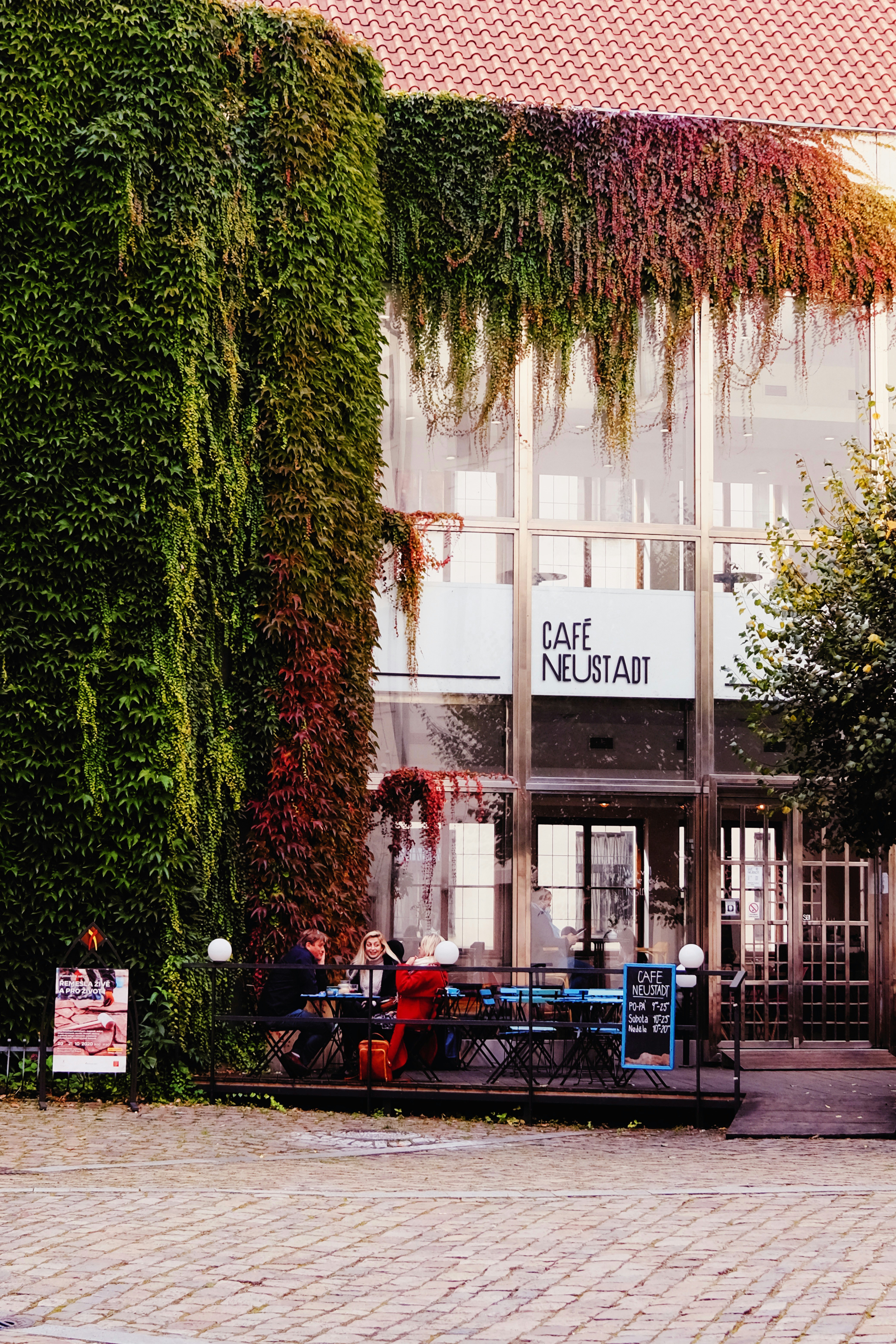 Vine-Clad Glass at Café Neustadt: Conversation on a Quiet Terrace