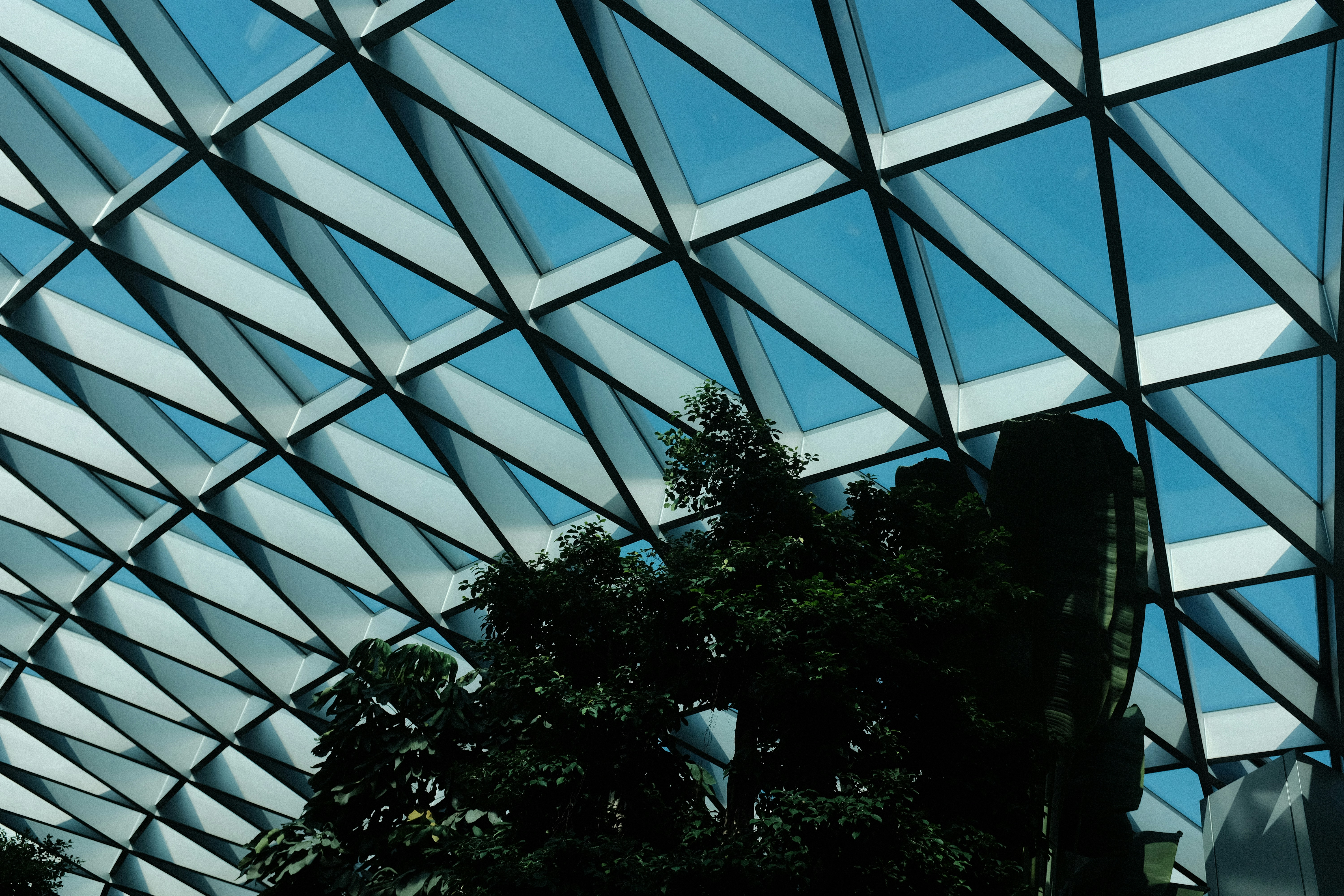 A view of a tree through a glass roof photo – Free Changi Image on Unsplash