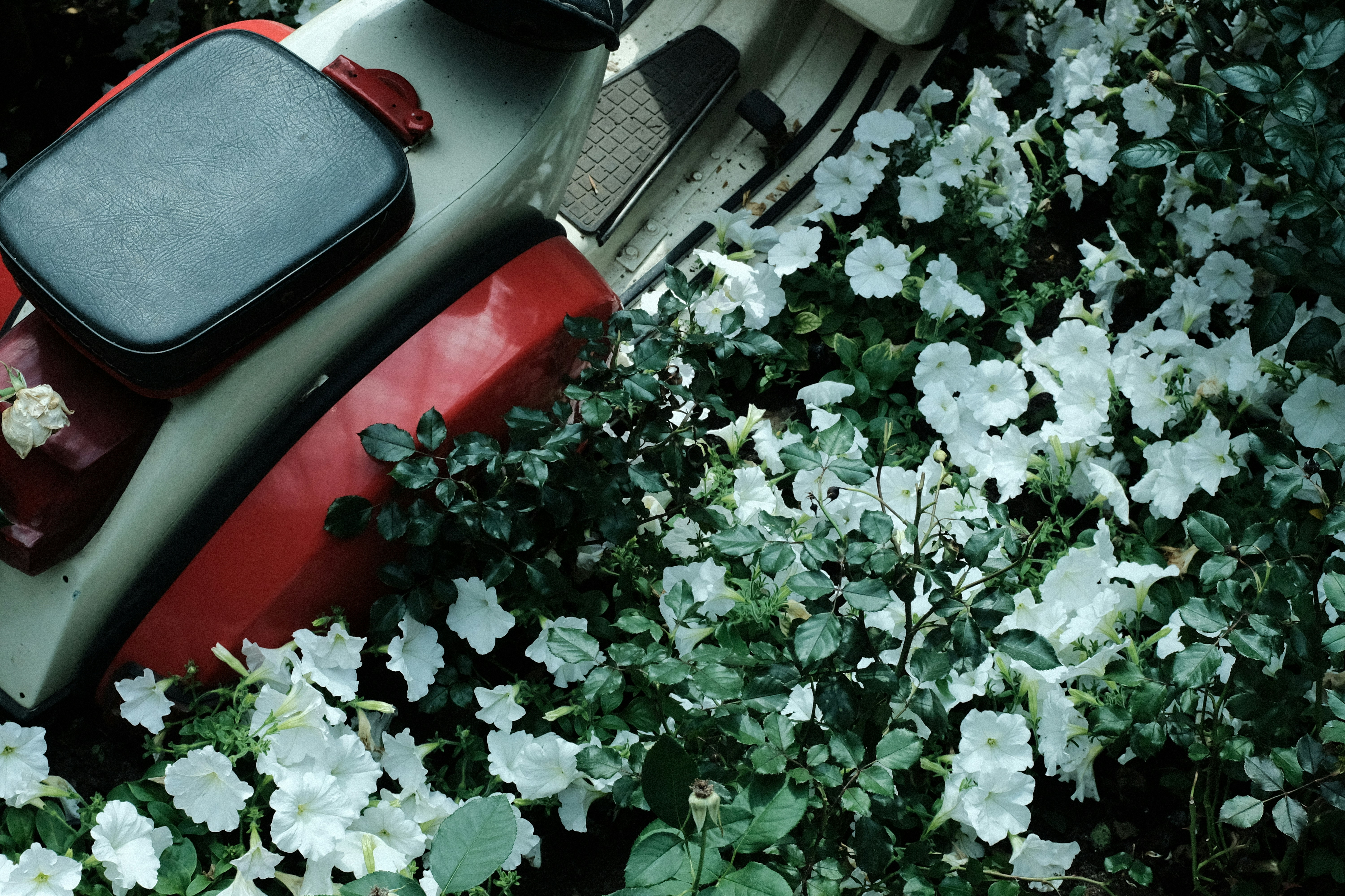 Crimson Fender Surrounded by a Sea of White Florals