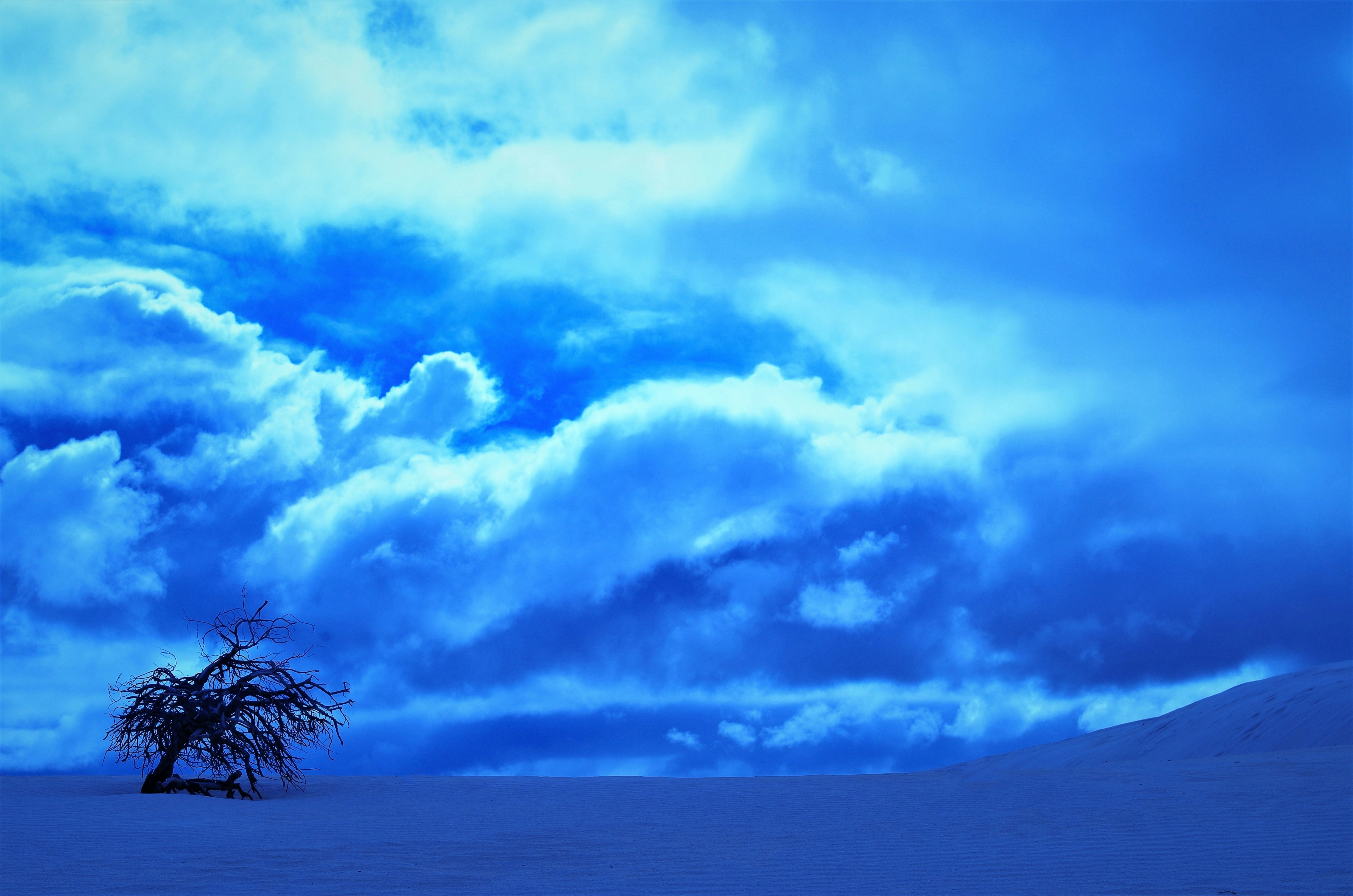 Lone Tree on a Frost-Blue Dune Beneath a Storm-Touched Sky
