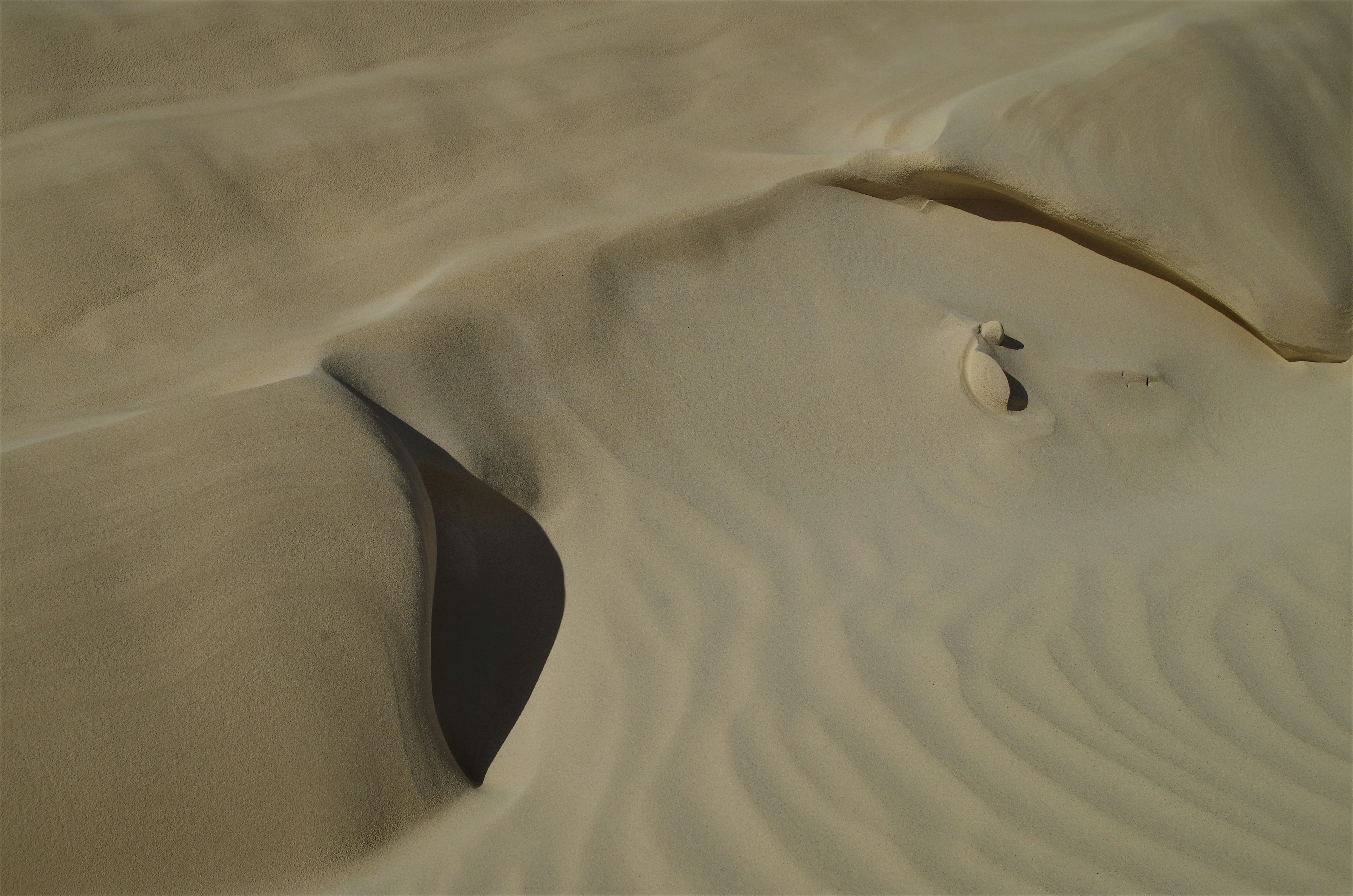 Solitary Shell on a Wind-Sculpted Dune