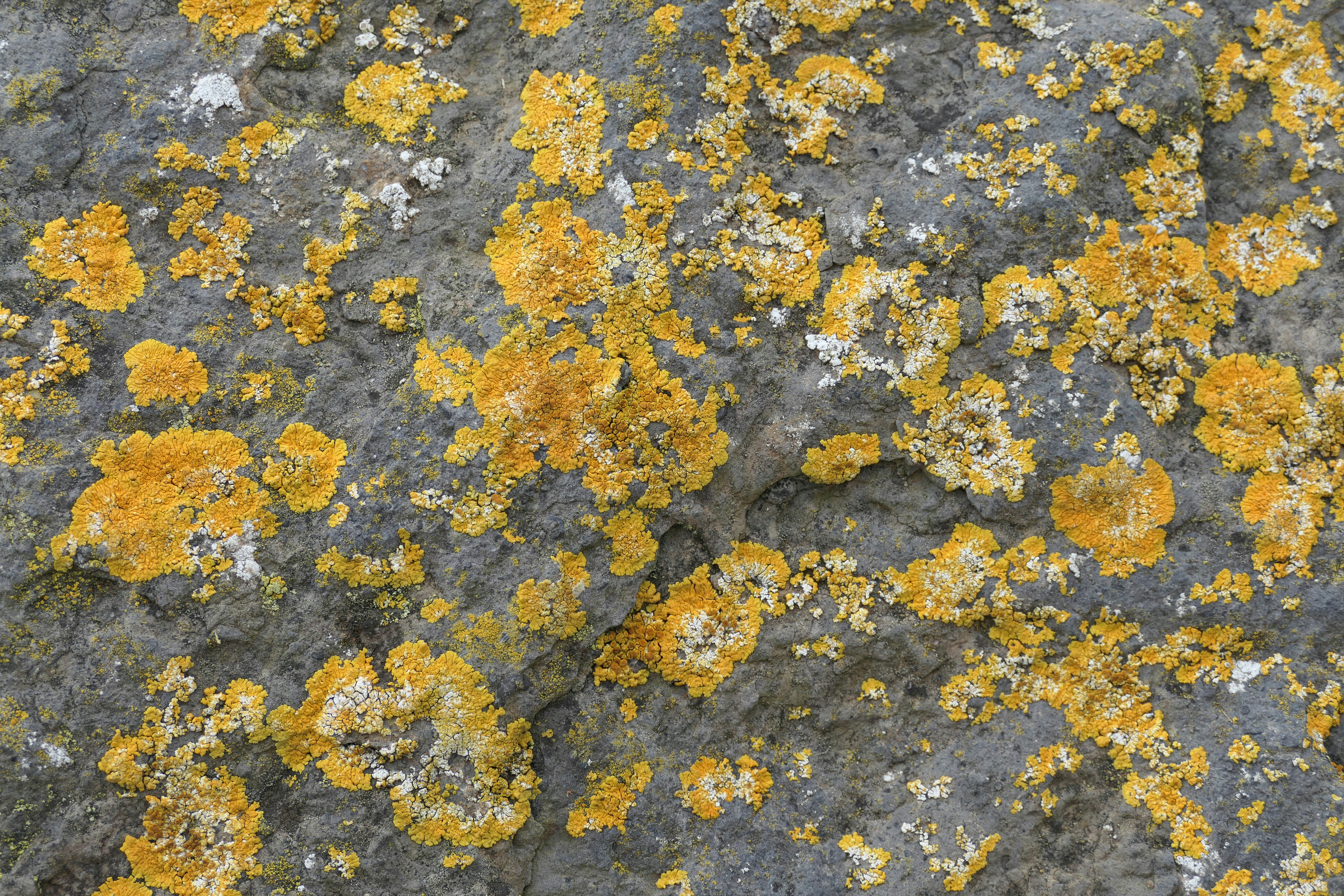 Lichen covered rocks