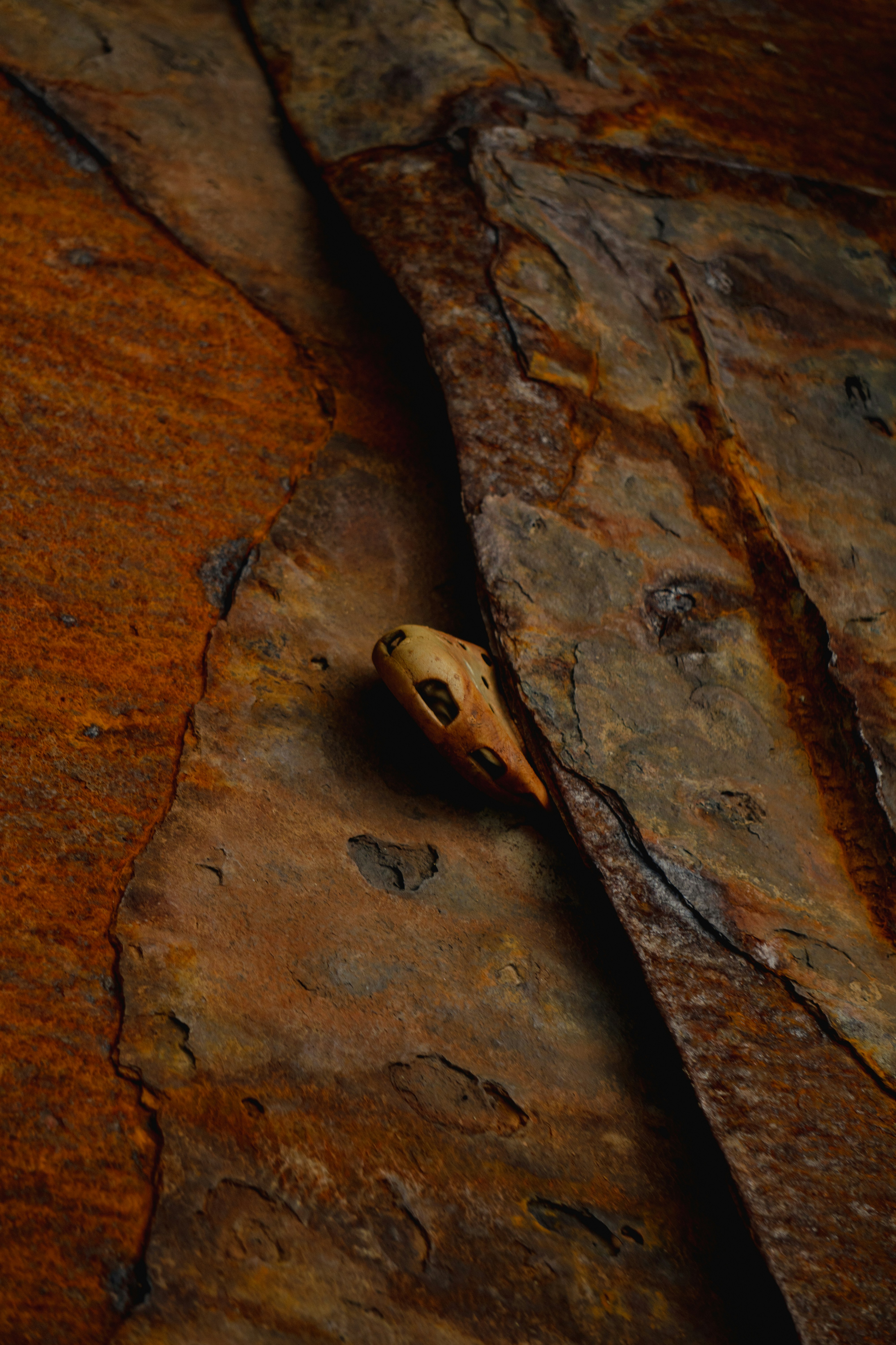 Rust and Rock: A Lone Fossil in the Crack