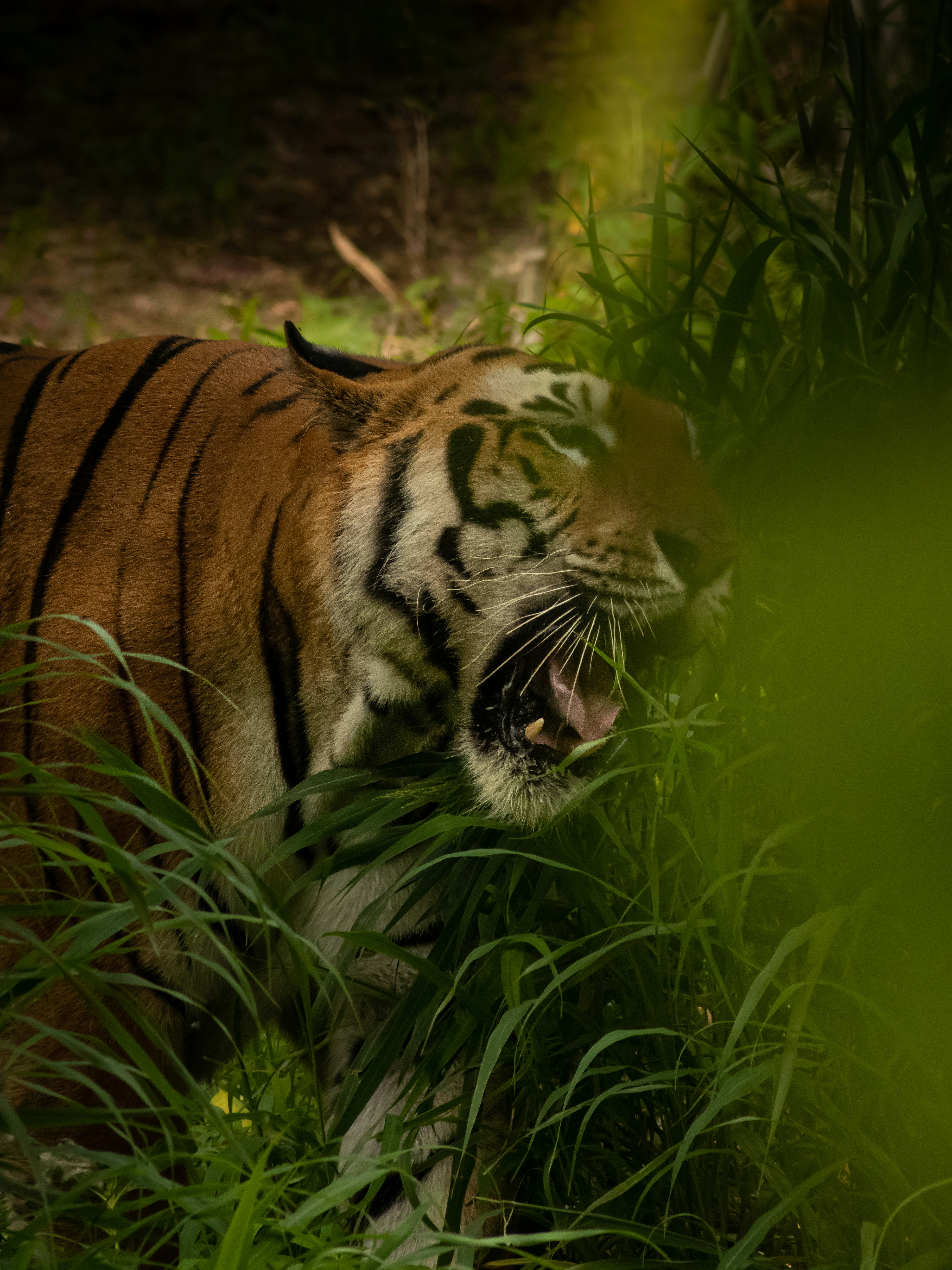 A tiger walking through a lush green forest photo – Free Wildlife Image ...