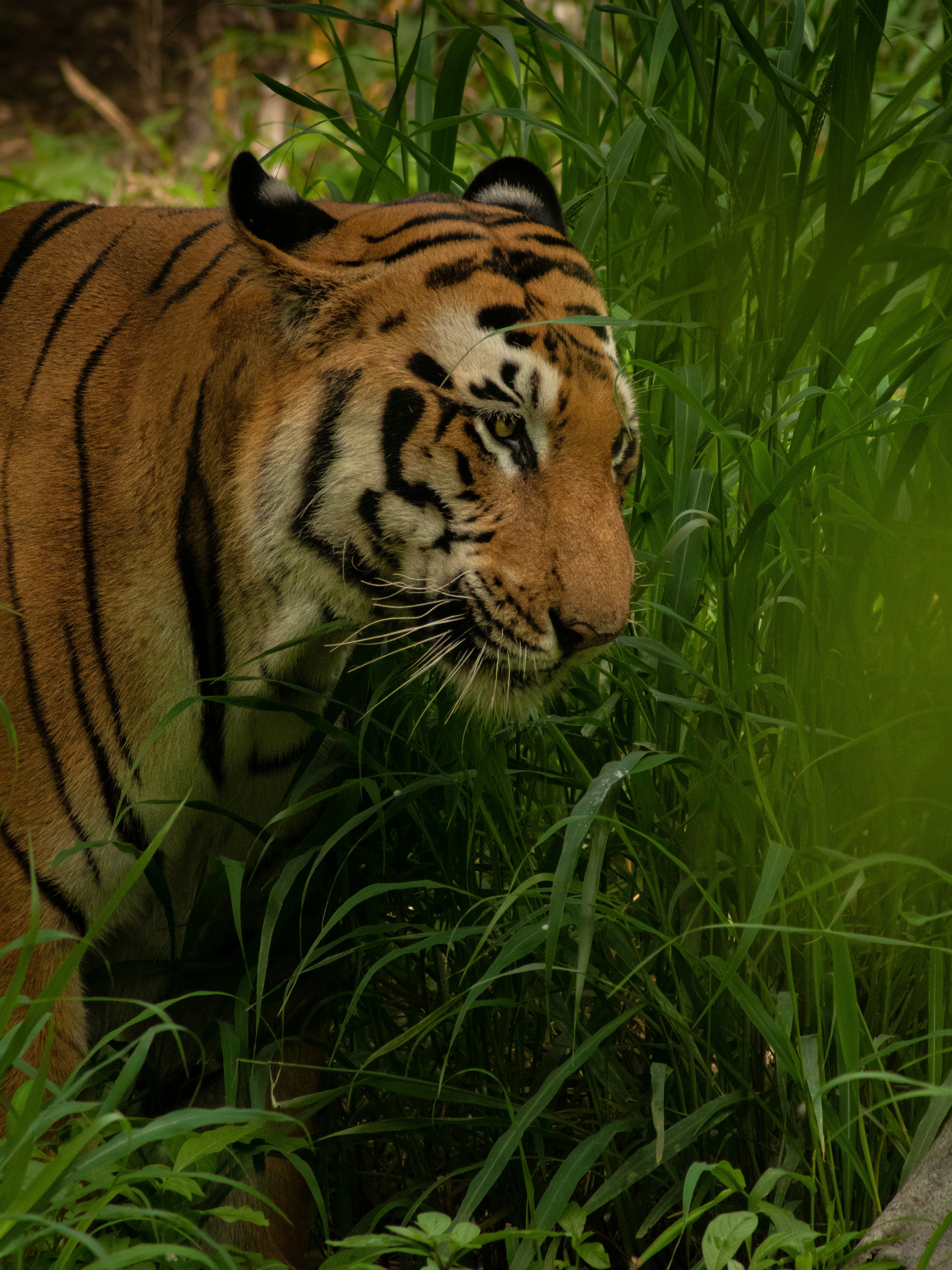 A tiger walking through a lush green forest photo – Free Tiger Image on ...