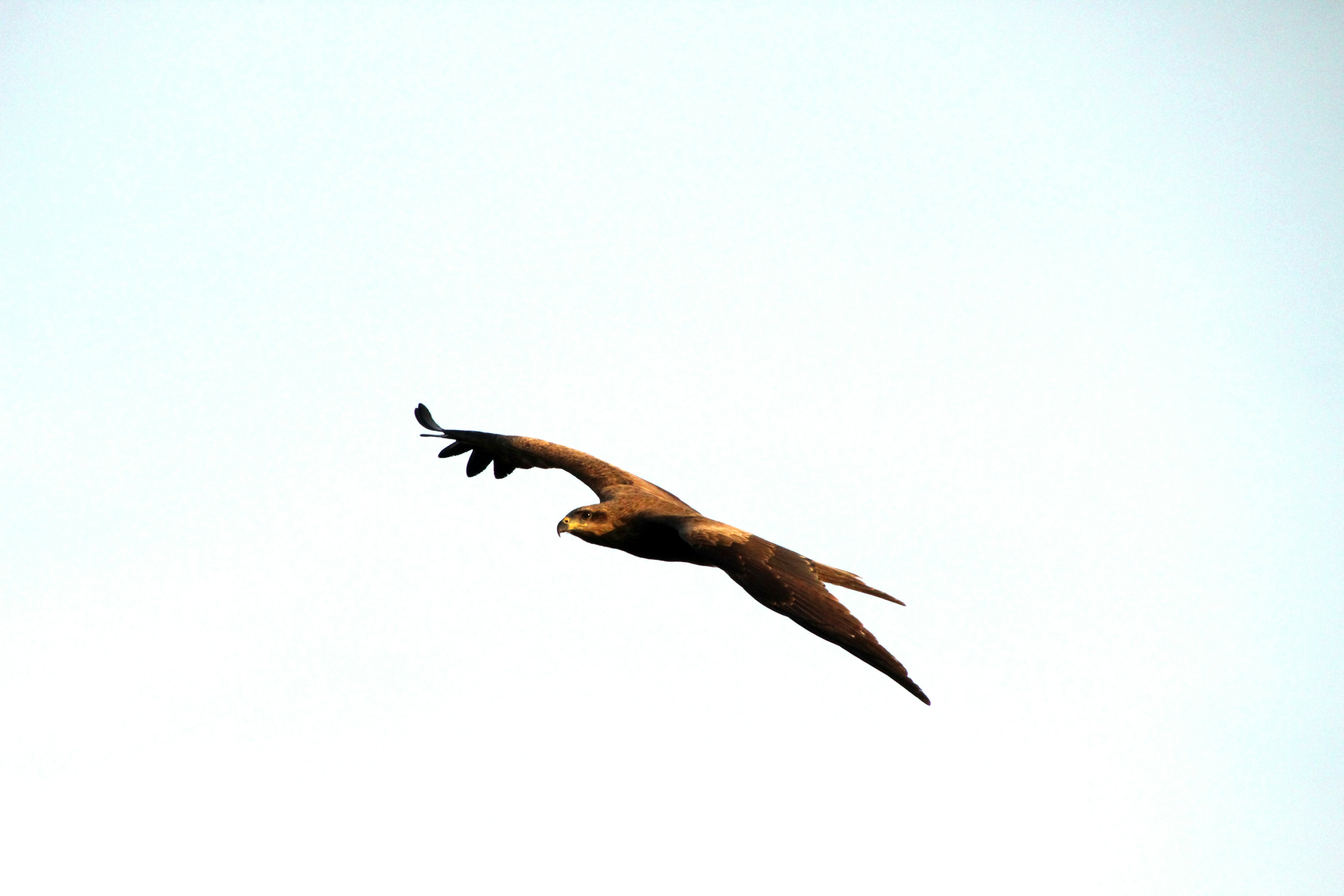A large bird flying through a blue sky photo – Free Bird flying Image ...