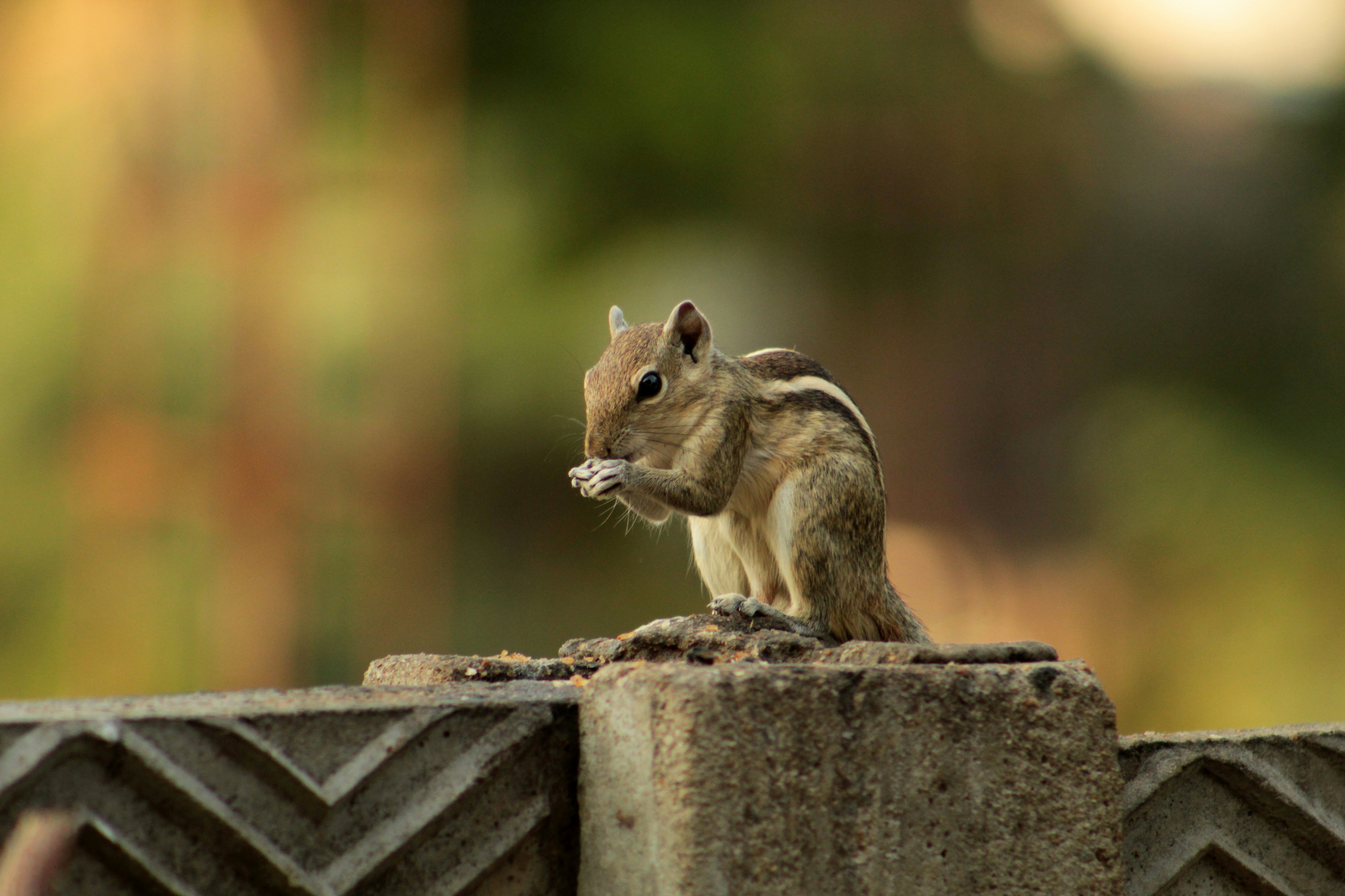 Squirrel on a Concrete Ledge, Nibbling Against a Blurred Autumn Backdrop