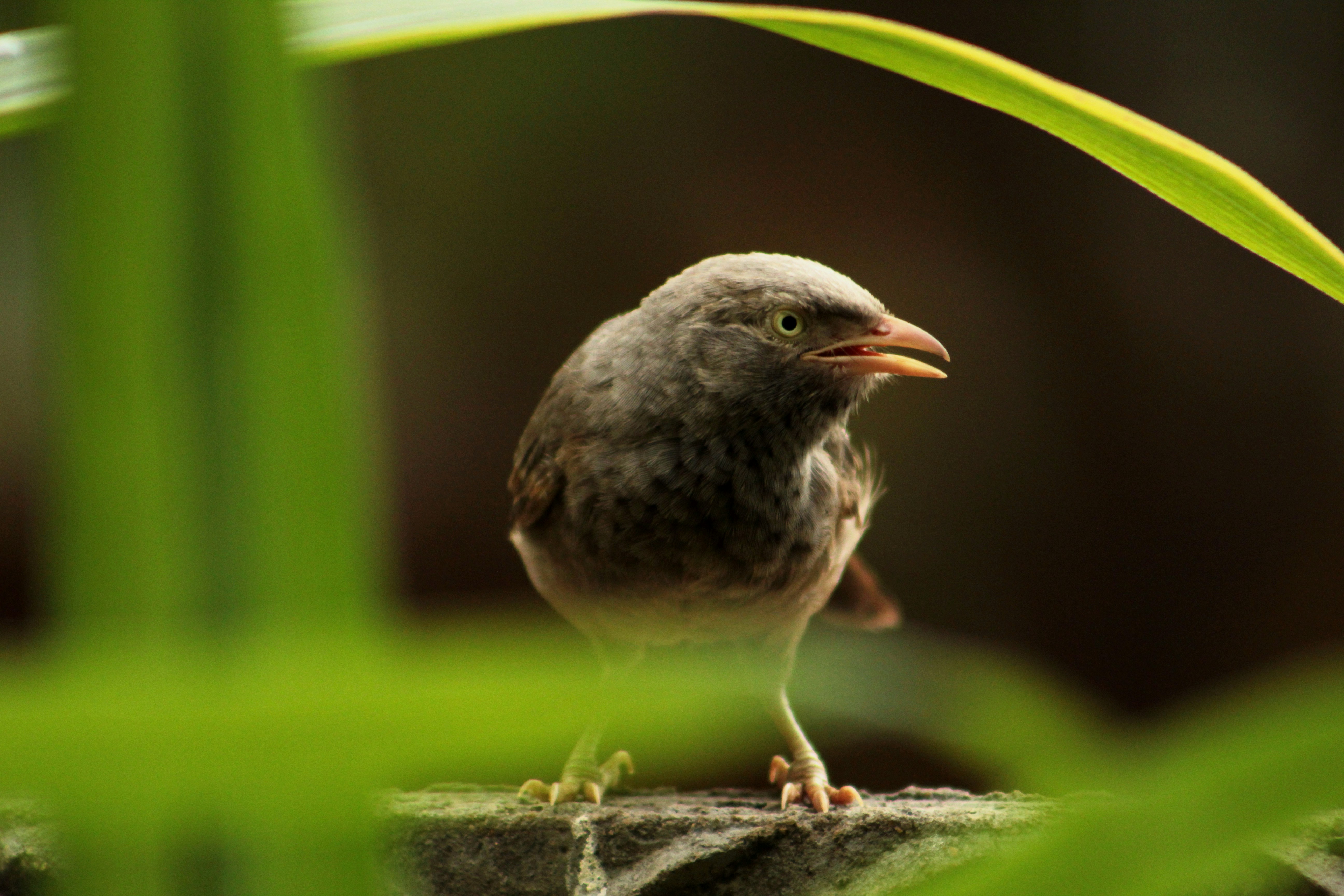 Perched in Green Silence: A Small Grey Bird on a Weathered Ledge