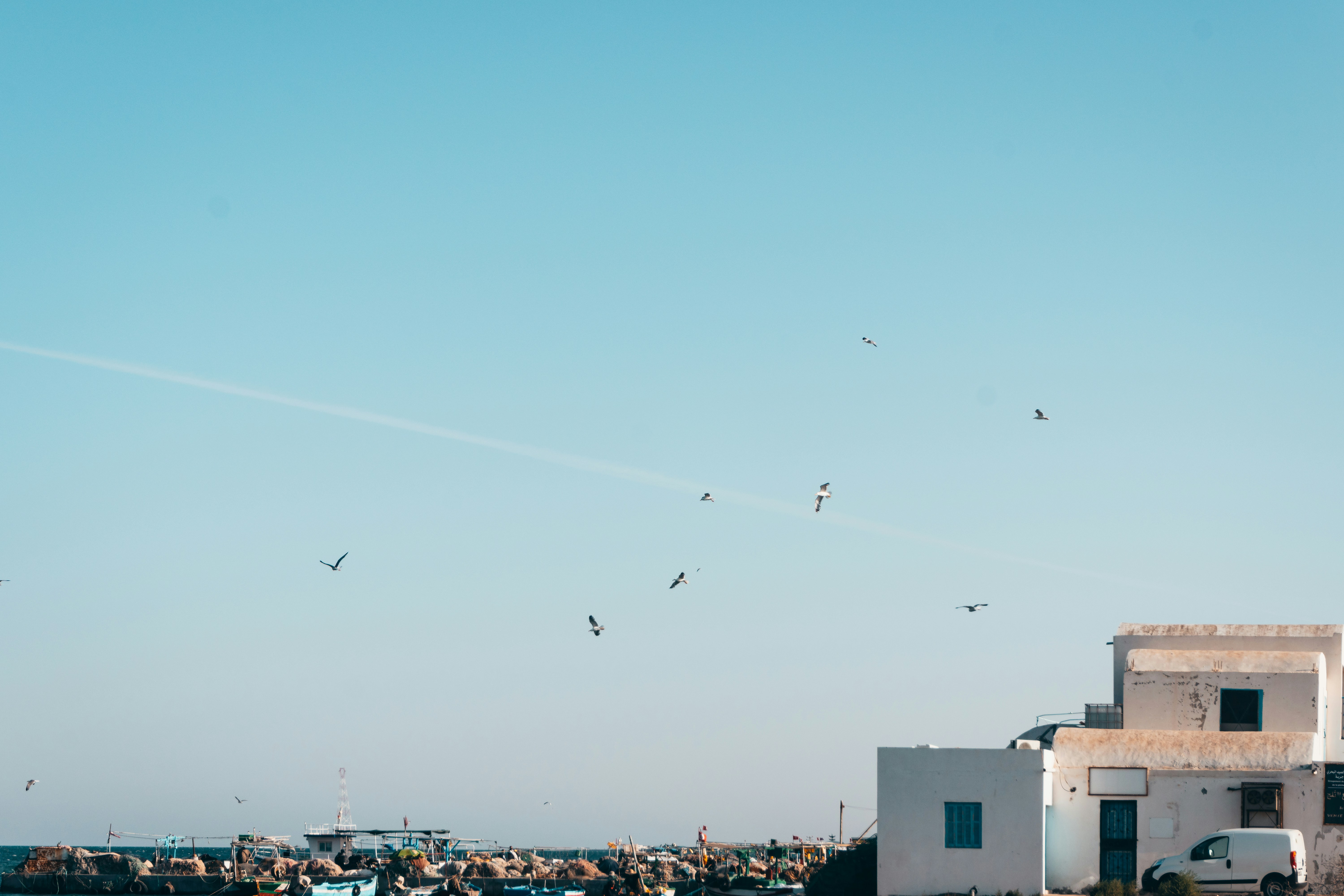 Harbor Birds and a White Cottage under a Clear Coastal Sky